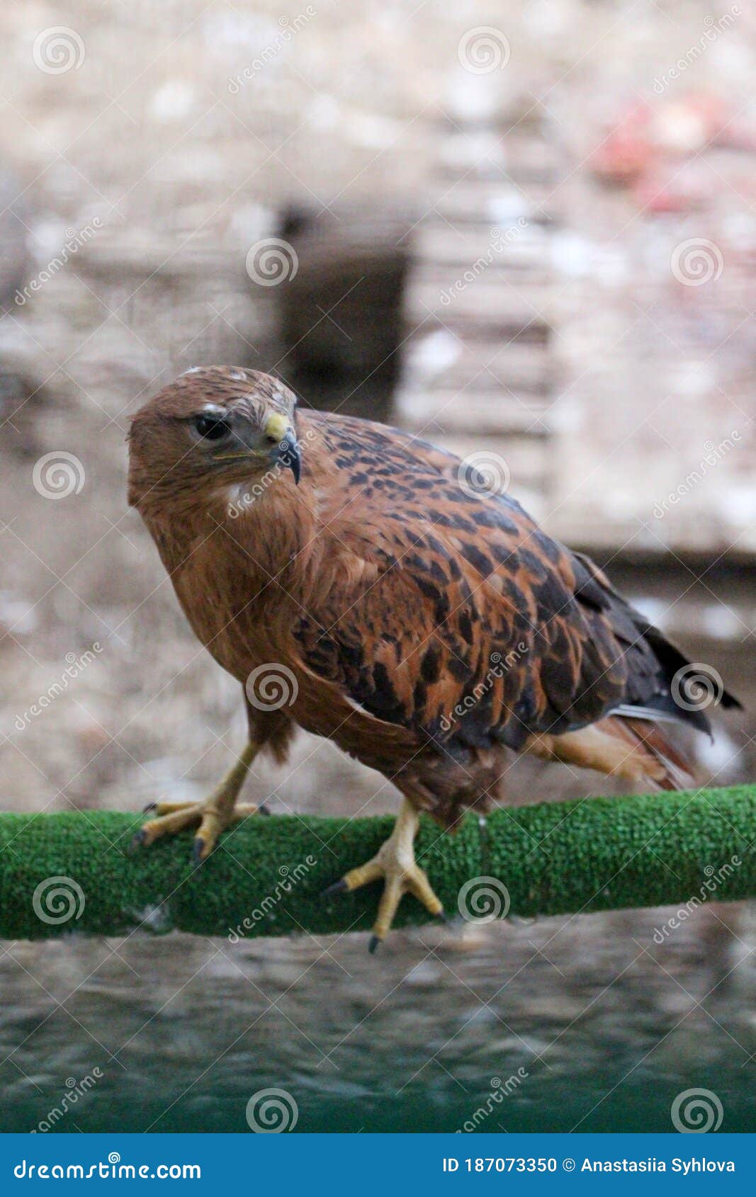 Two Beautiful Intelligent and Wild Bird Eagull Stock Photo - Image of ...