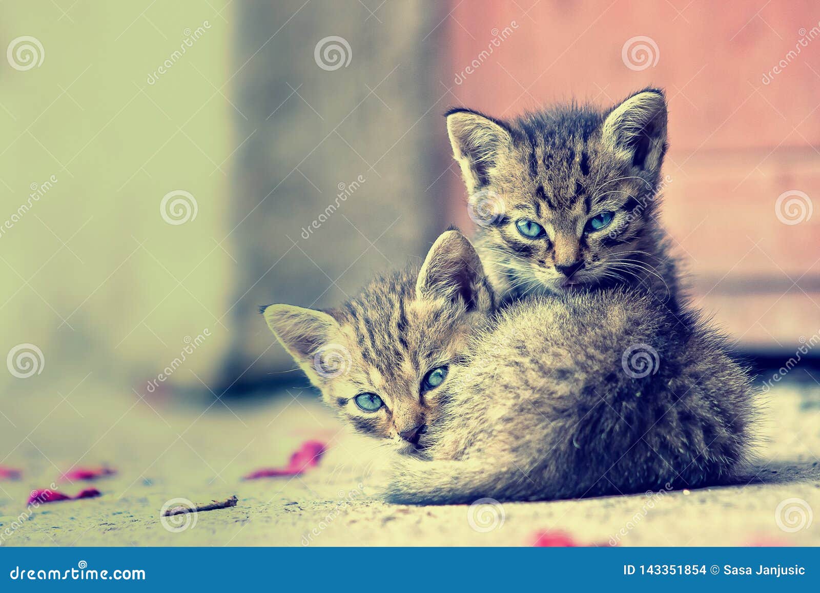 Two young kittens stock photo. Image of cats, protecting - 143351854