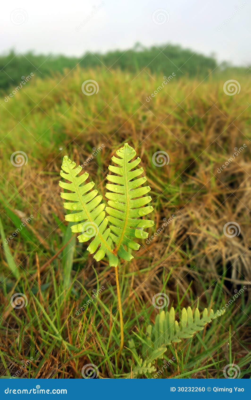 Beautiful weeds stock photo. Image of sunny, grass, sunrise - 30232260