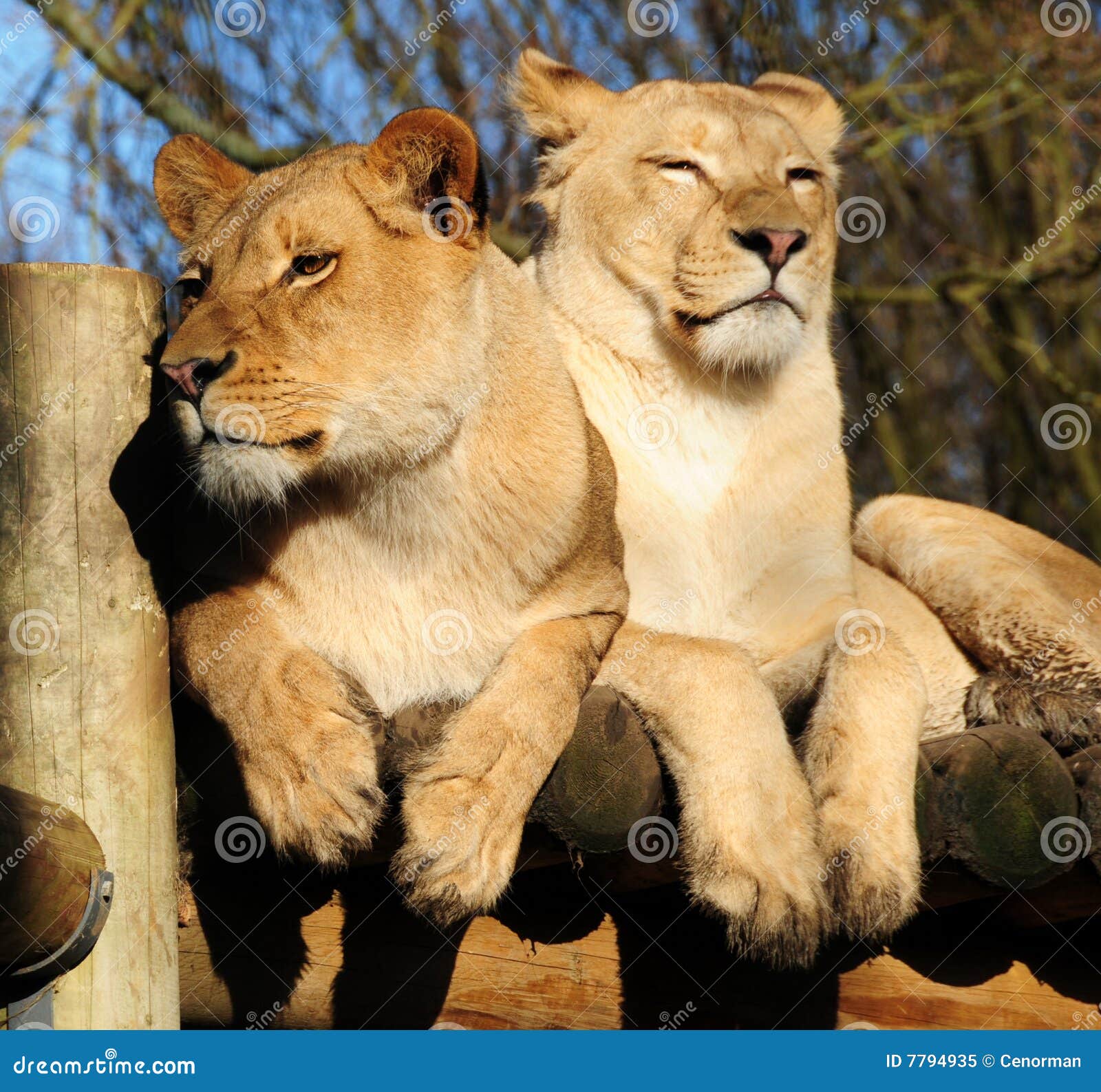 Two Beautiful Lionesses Royalty-Free Stock Photography | CartoonDealer ...