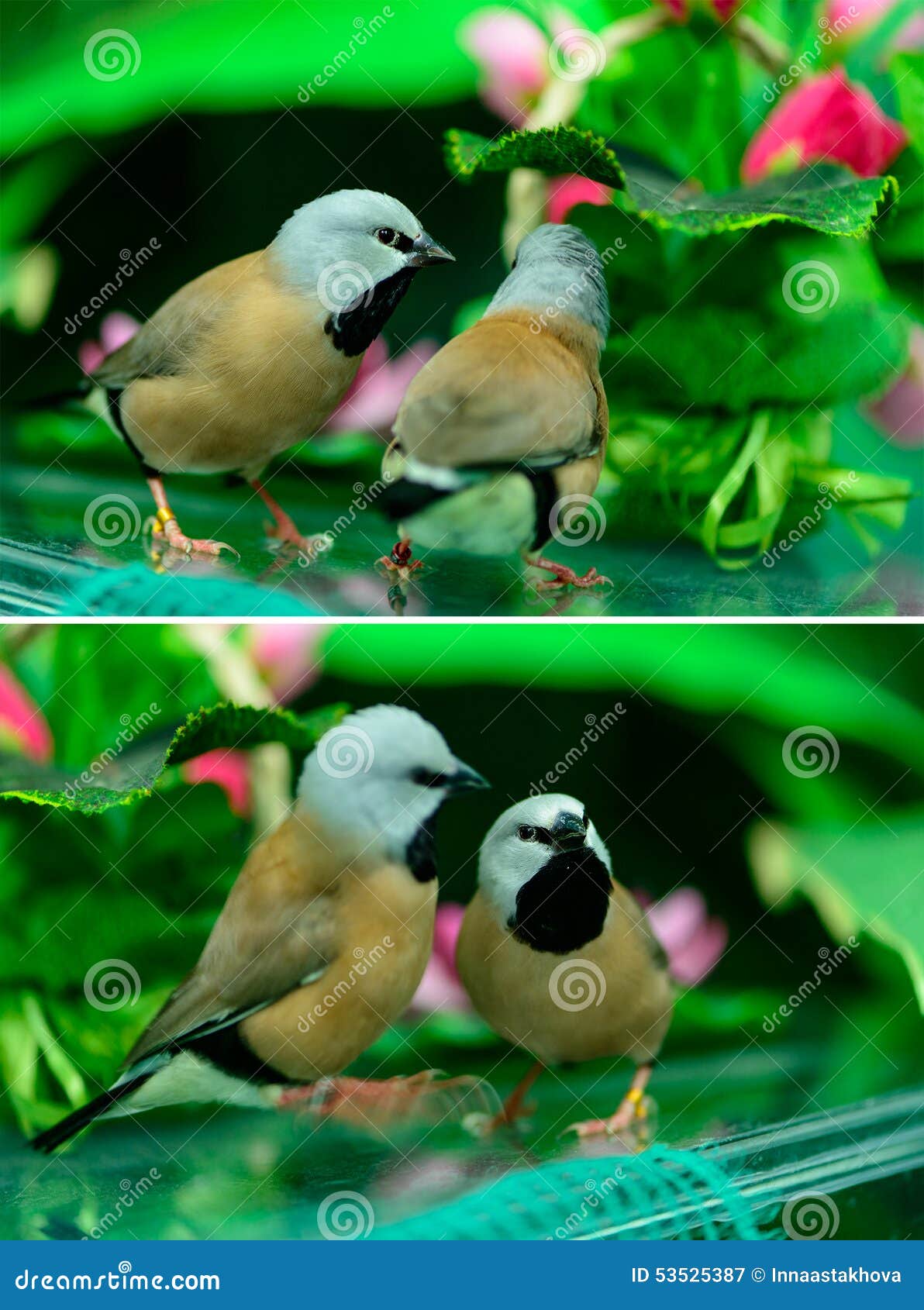 Two beautiful little birds stock image. Image of outdoor - 53525387