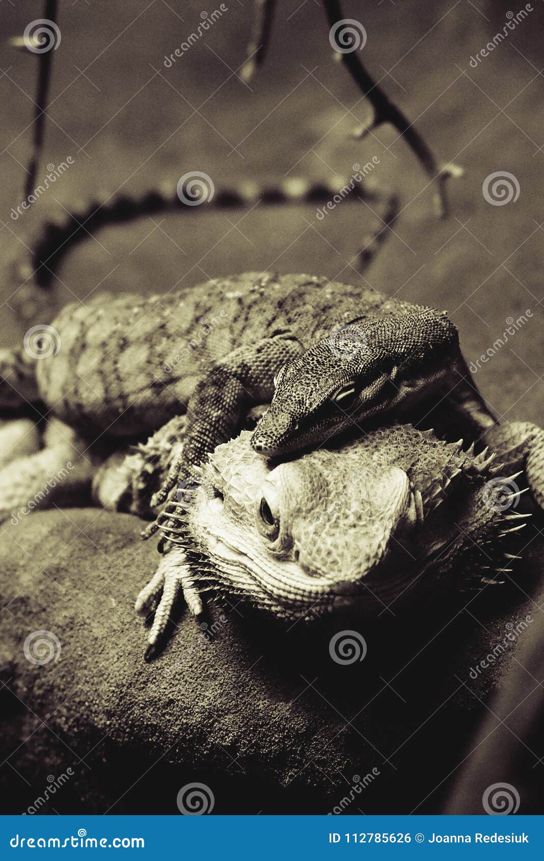 Two Beautiful Lizards Lying on Top of Each Other Stock Photo - Image of ...
