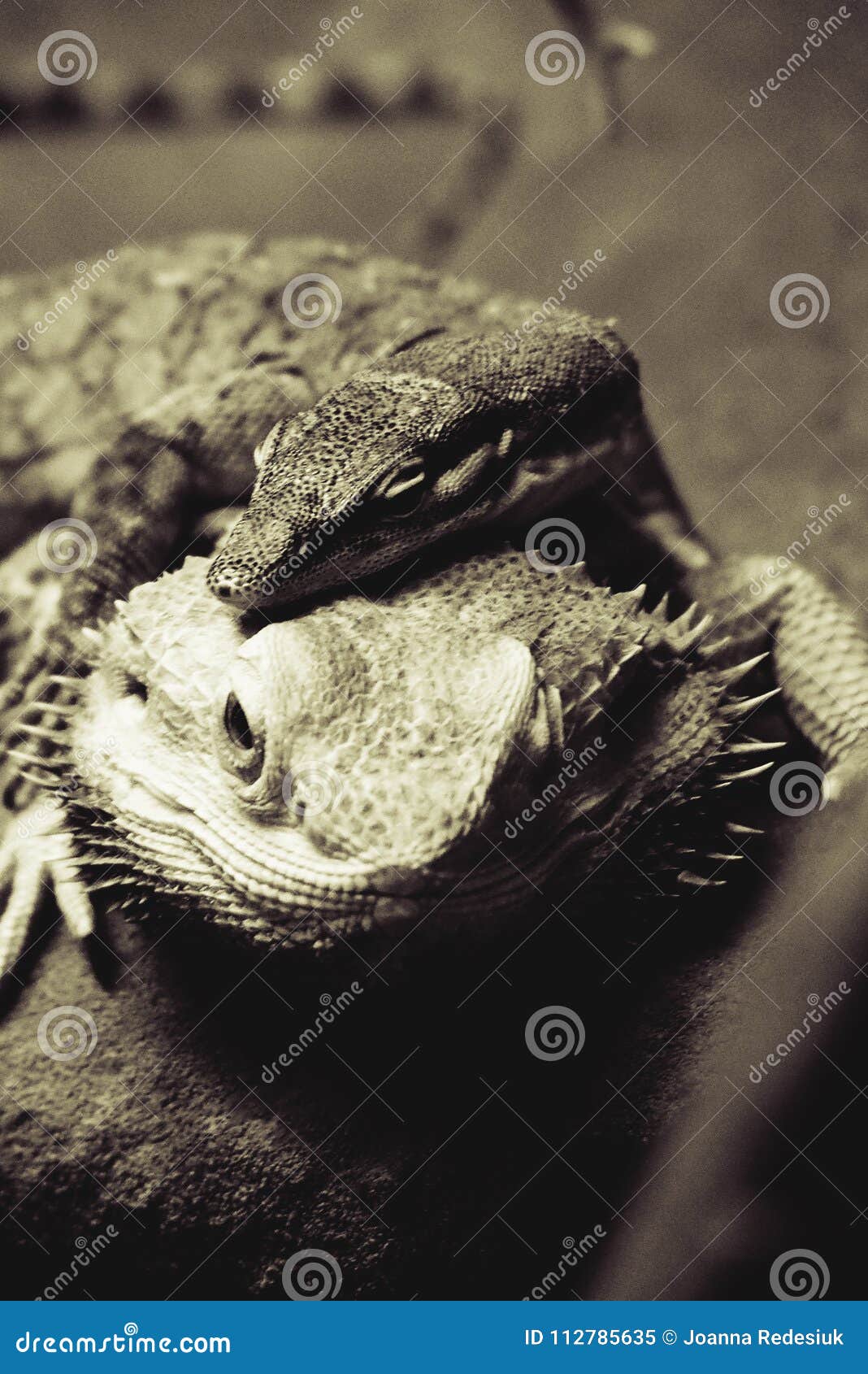 Two Beautiful Lizards Lying on Top of Each Other Stock Image - Image of ...