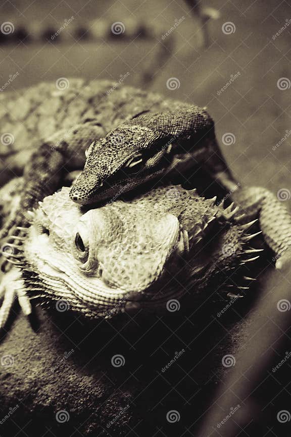 Two Beautiful Lizards Lying on Top of Each Other Stock Image - Image of ...