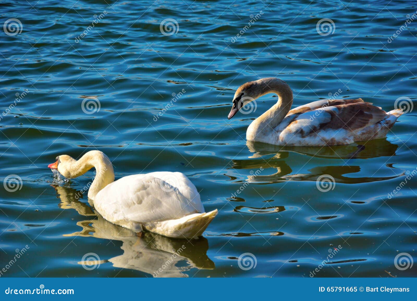 Two Beautiful Lovely Swans on a Blue Lake Stock Image - Image of lovely ...