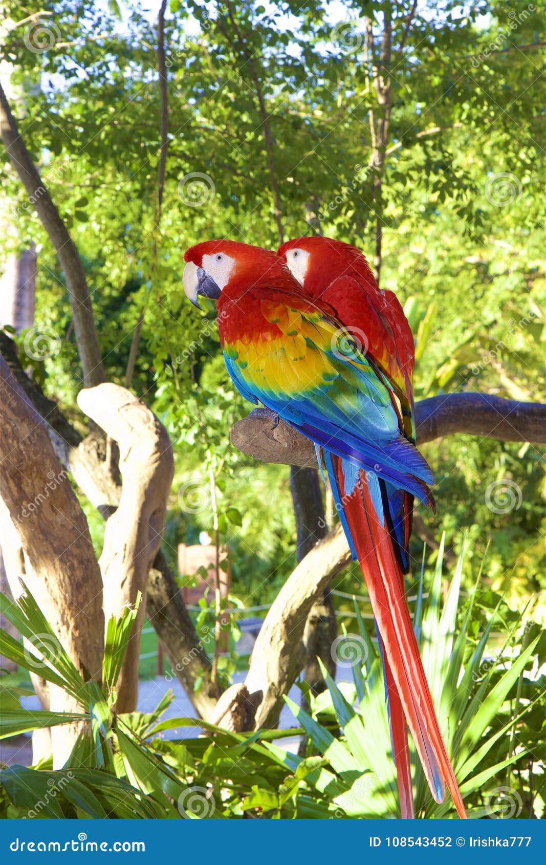Macaw parrots, Mexico stock photo. Image of park, colourful - 108543452