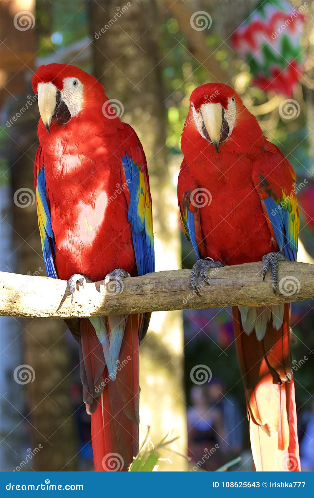 Macaw parrots, Mexico stock image. Image of flying, mexico - 108625643