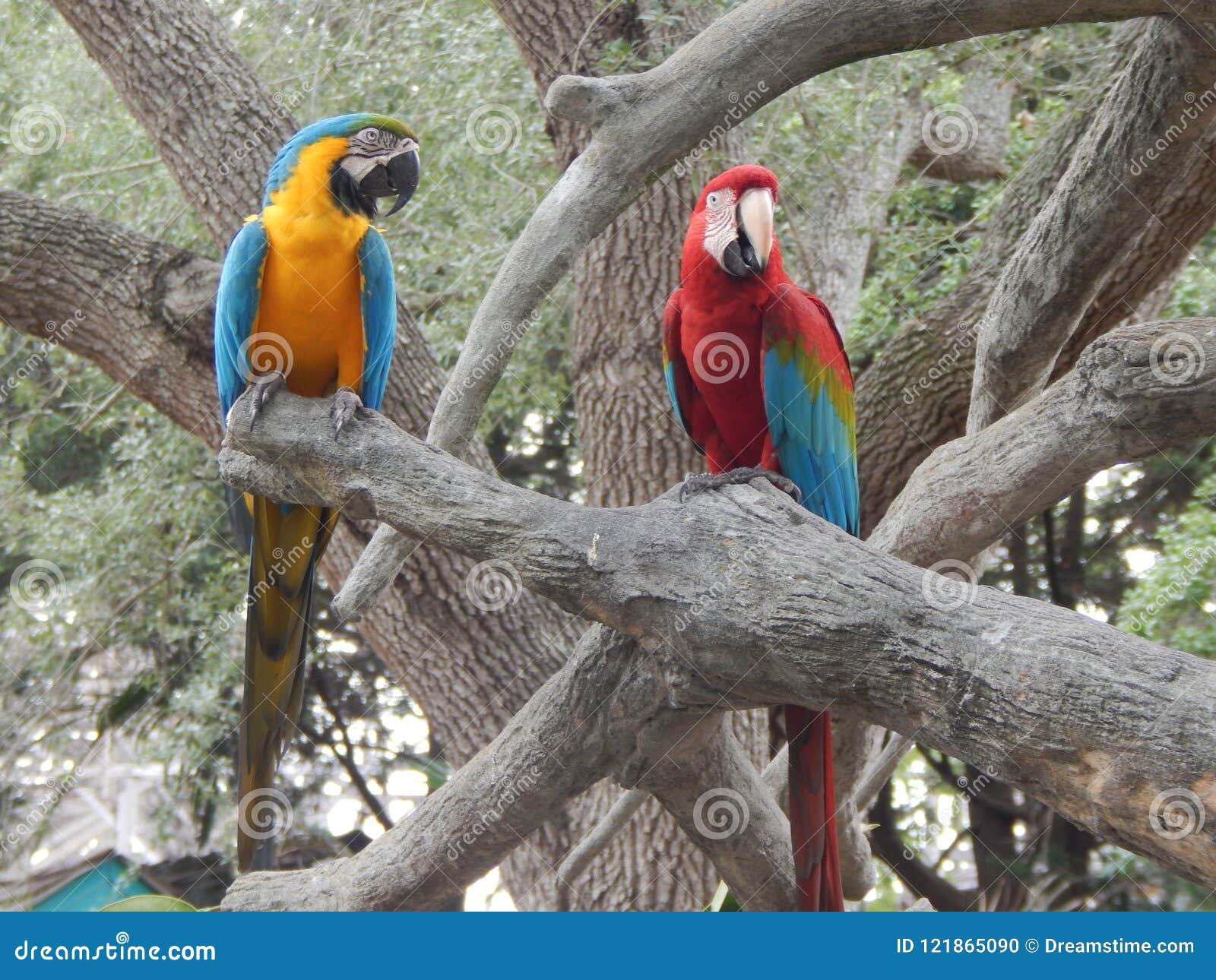 Two Beautiful Macaws Standing on a Tree Stock Photo - Image of macaws ...