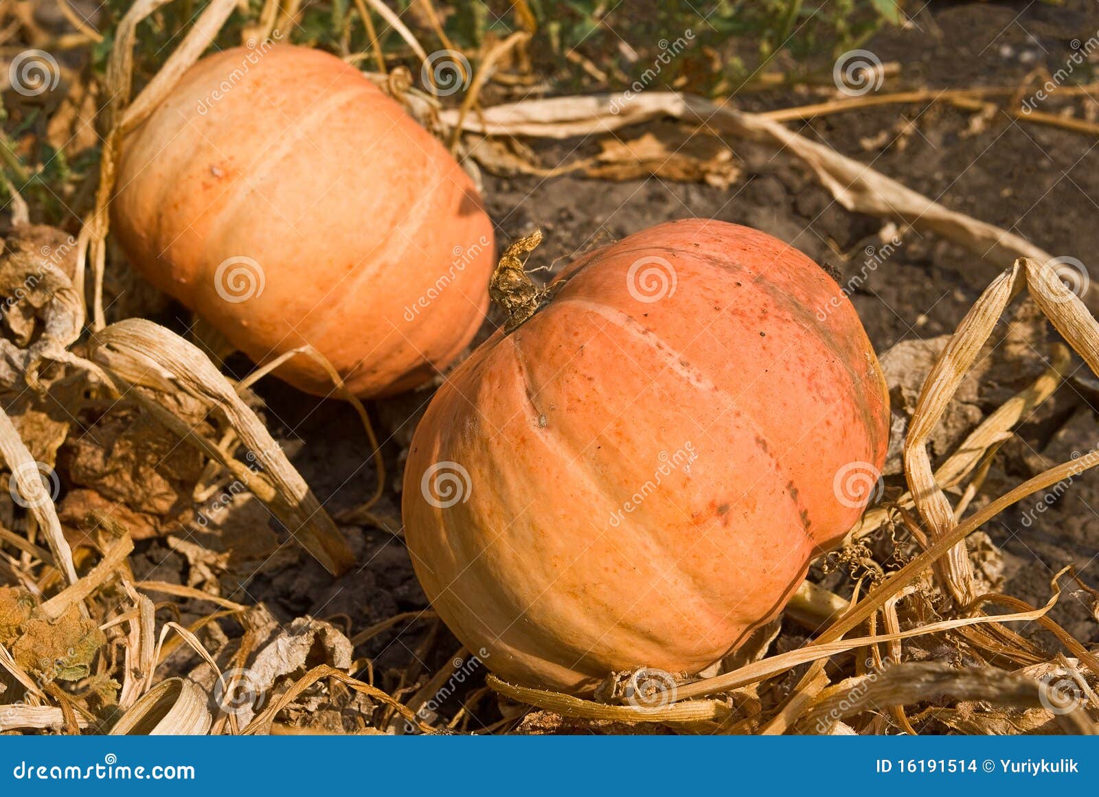 Two beautiful melons stock photo. Image of nature, outdoor - 16191514