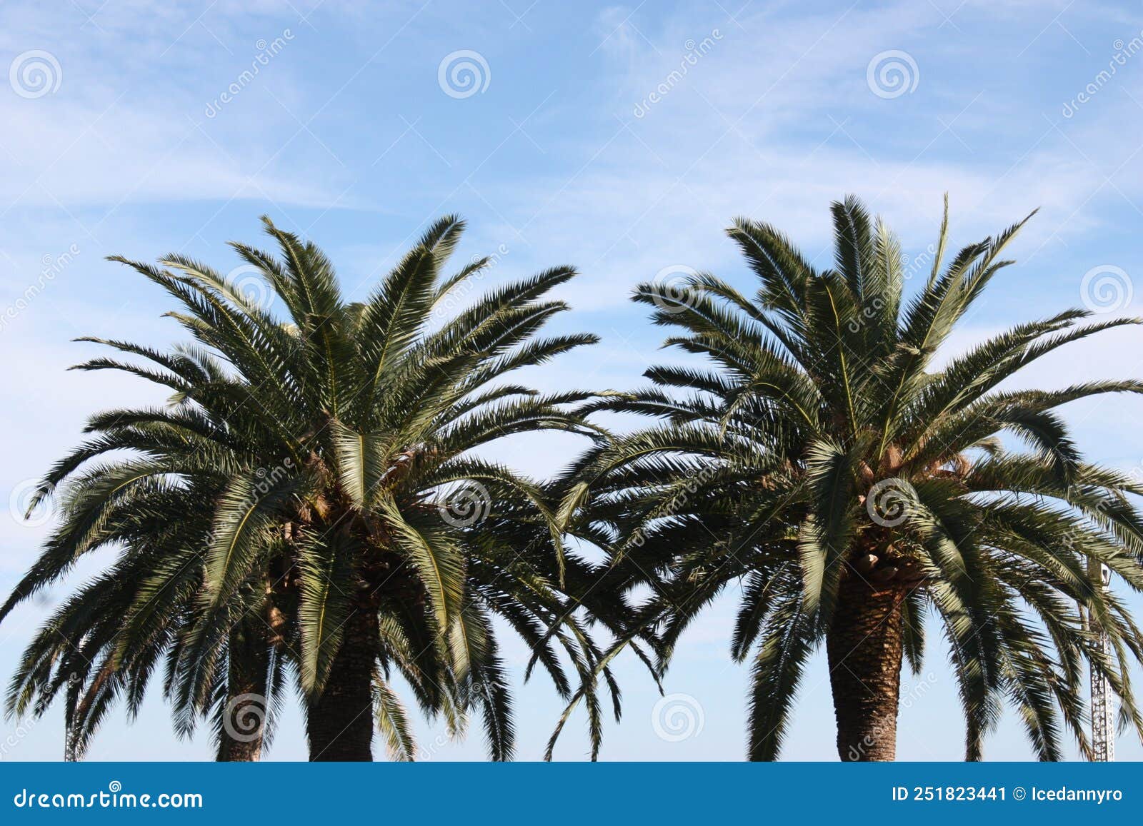 Two beautiful palm trees stock image. Image of exoticism - 251823441