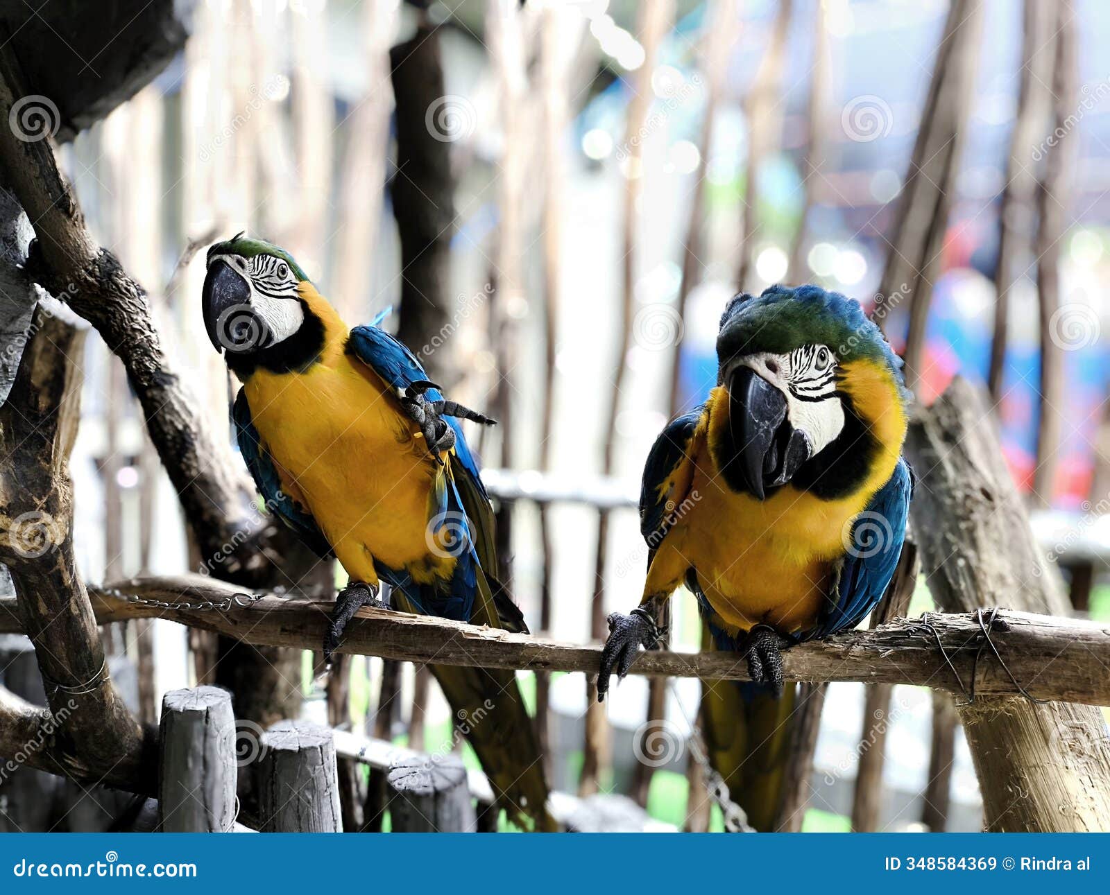 Two Beautiful Parrots Were Playing Together on a Tree Branch Stock ...