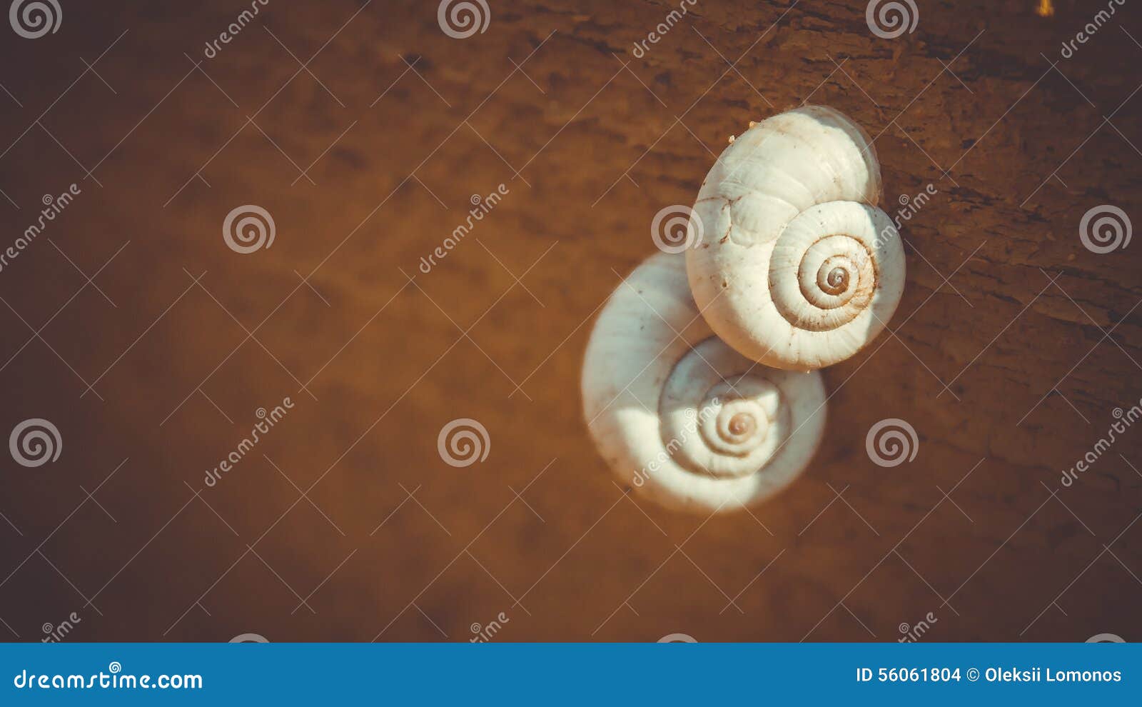 Two Beautiful Patterned Shells Snails Clung To a Tree Stock Photo ...