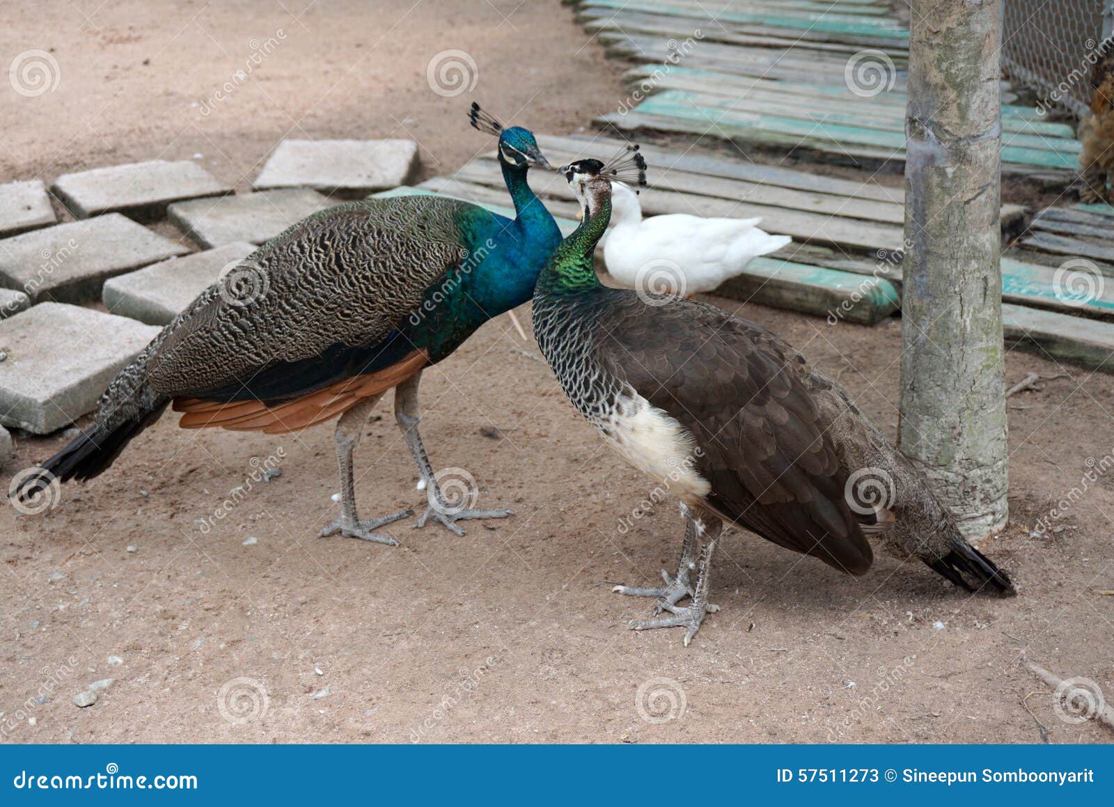 Two beautiful peacocks stock image. Image of peacock - 57511273
