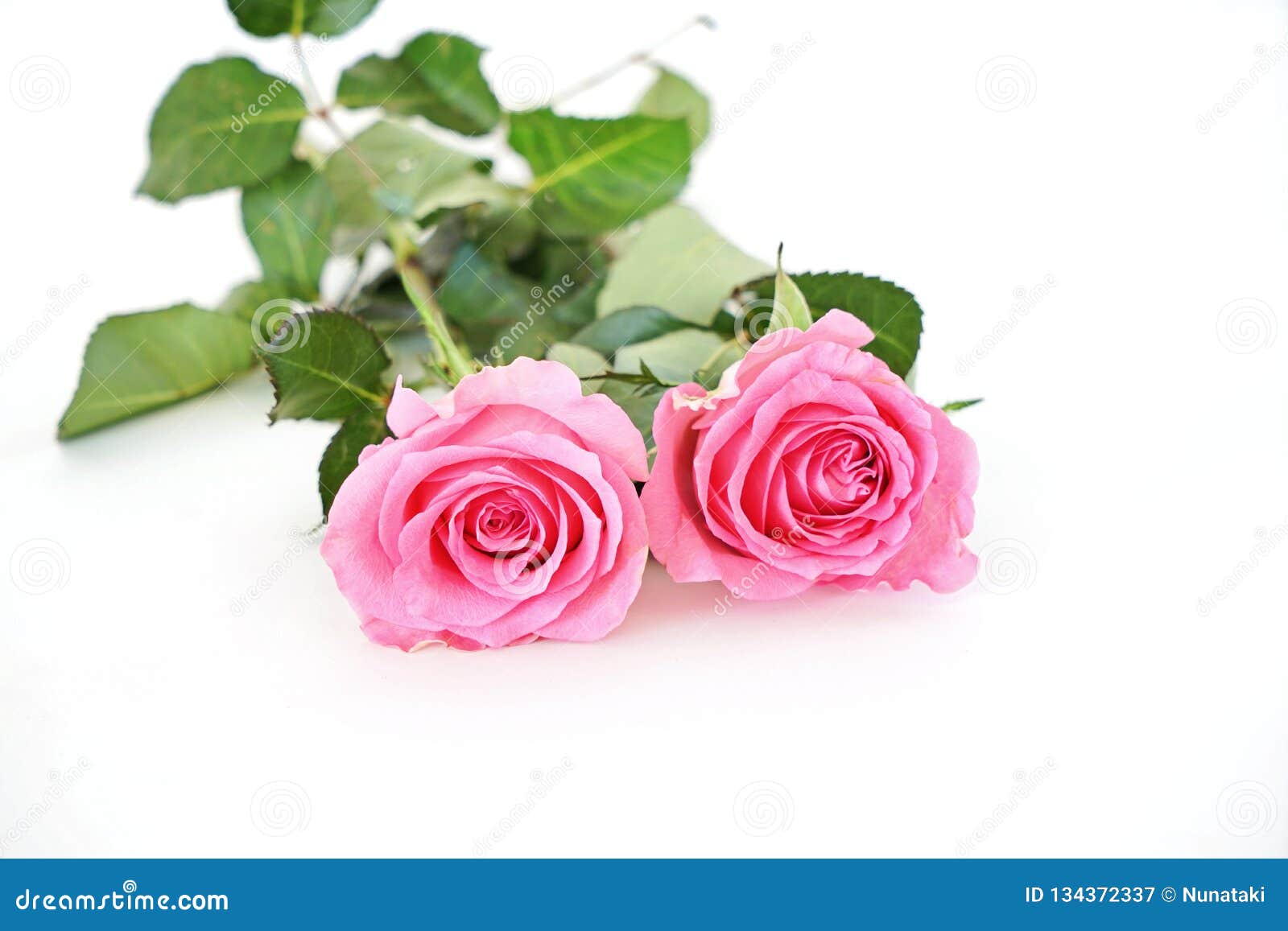 Two Beautiful Pink Rose Flowers Isolated on White Stock Image - Image ...