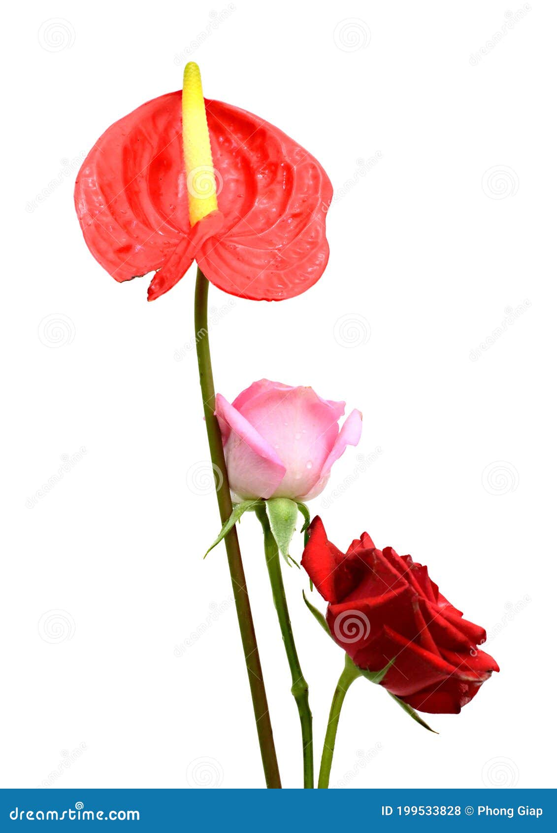 Two beautiful pink roses. stock photo. Image of pink - 199533828
