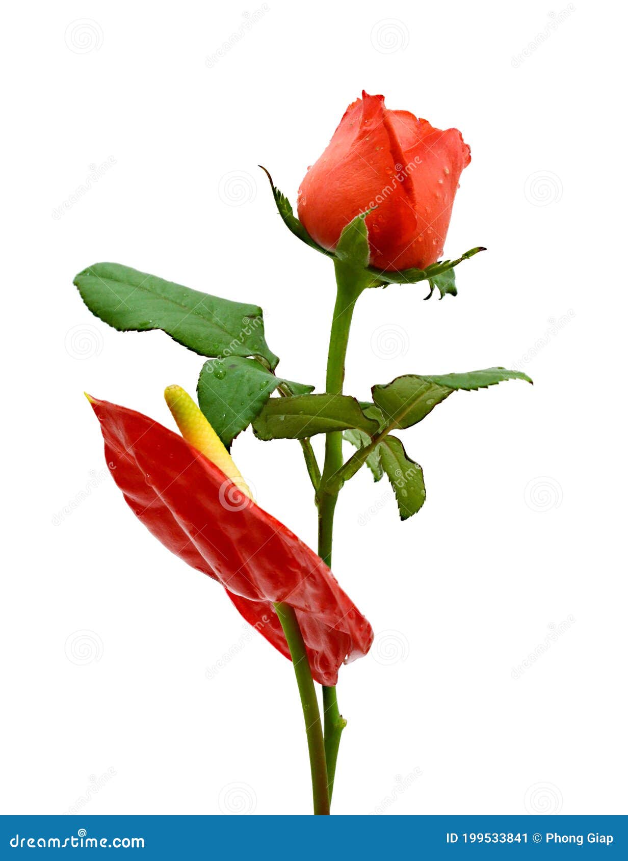 Two beautiful pink roses. stock image. Image of white - 199533841