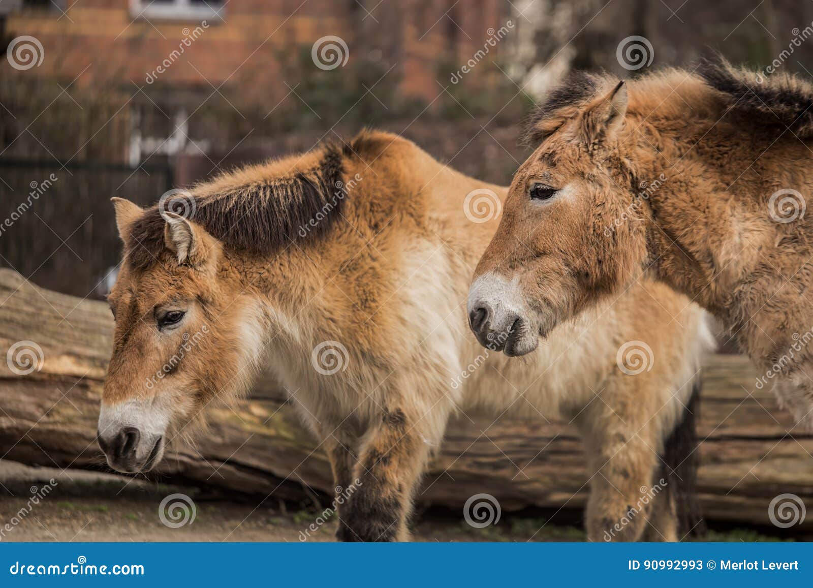 Two Beautiful Ponies at Zoo in Berlin Editorial Stock Photo - Image of ...