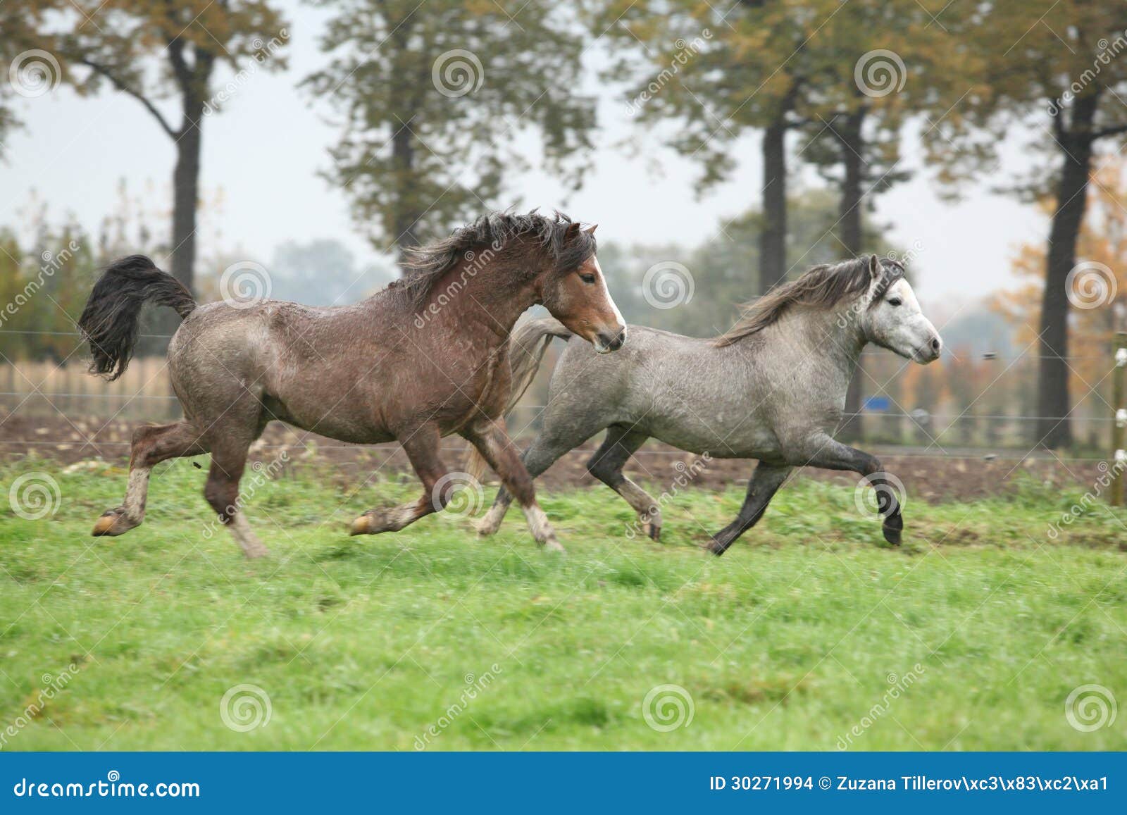 Two Beautiful Pony Stallions in Autumn Stock Photo - Image of young ...