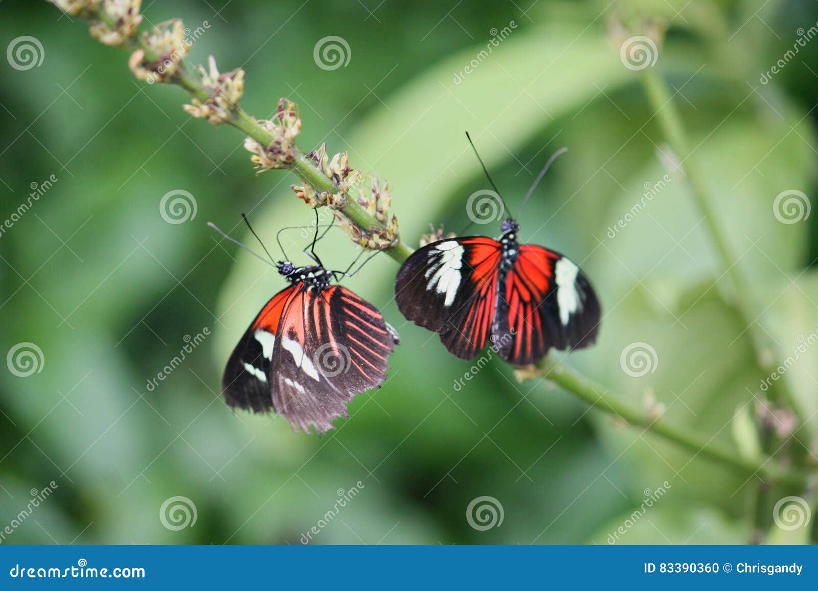 Two Beautiful Pretty Colourful Butterfly with Wings Spread Stock Photo ...
