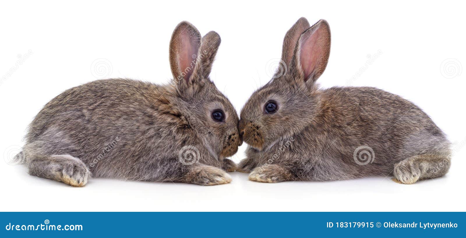 Two beautiful rabbits stock image. Image of group, young - 183179915