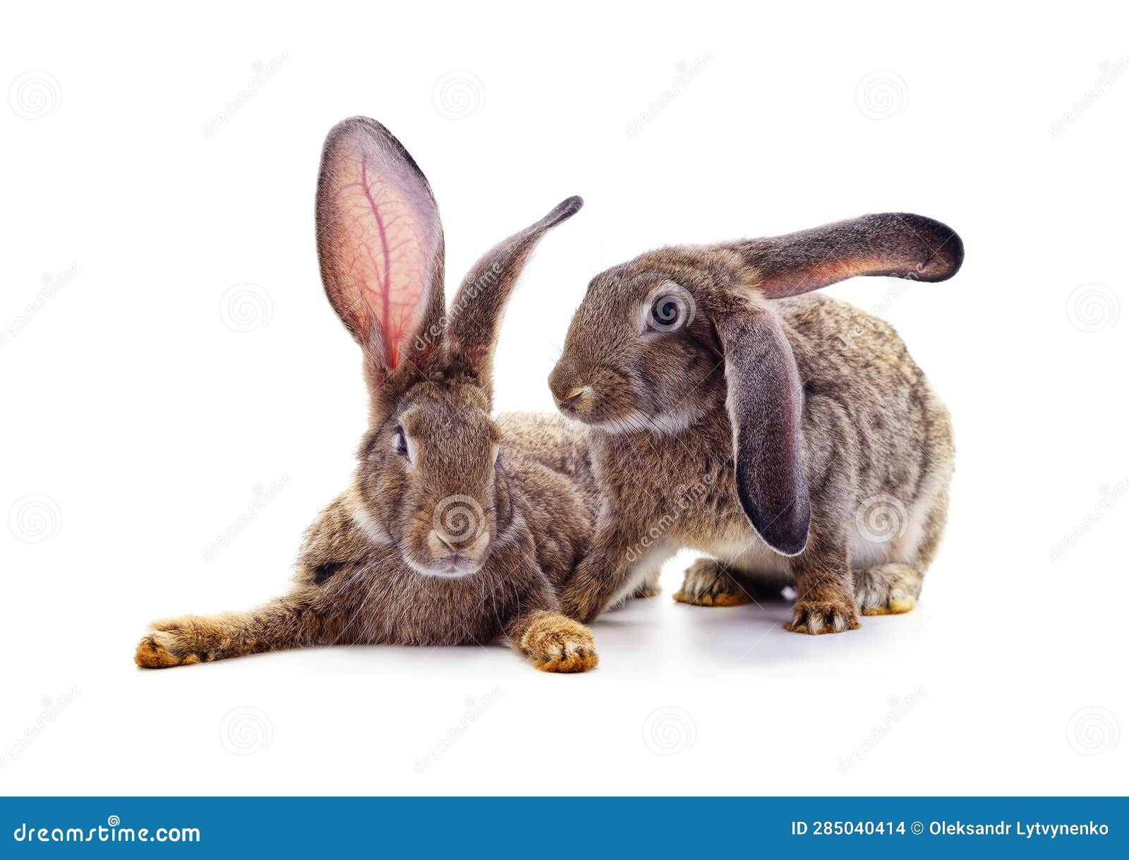 Two beautiful rabbits stock photo. Image of farm, mammals - 285040414