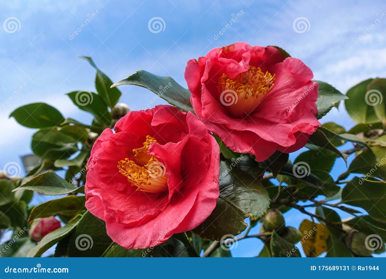 Two Beautiful Red Flowers on a Background of Blue Sky Stock Image ...