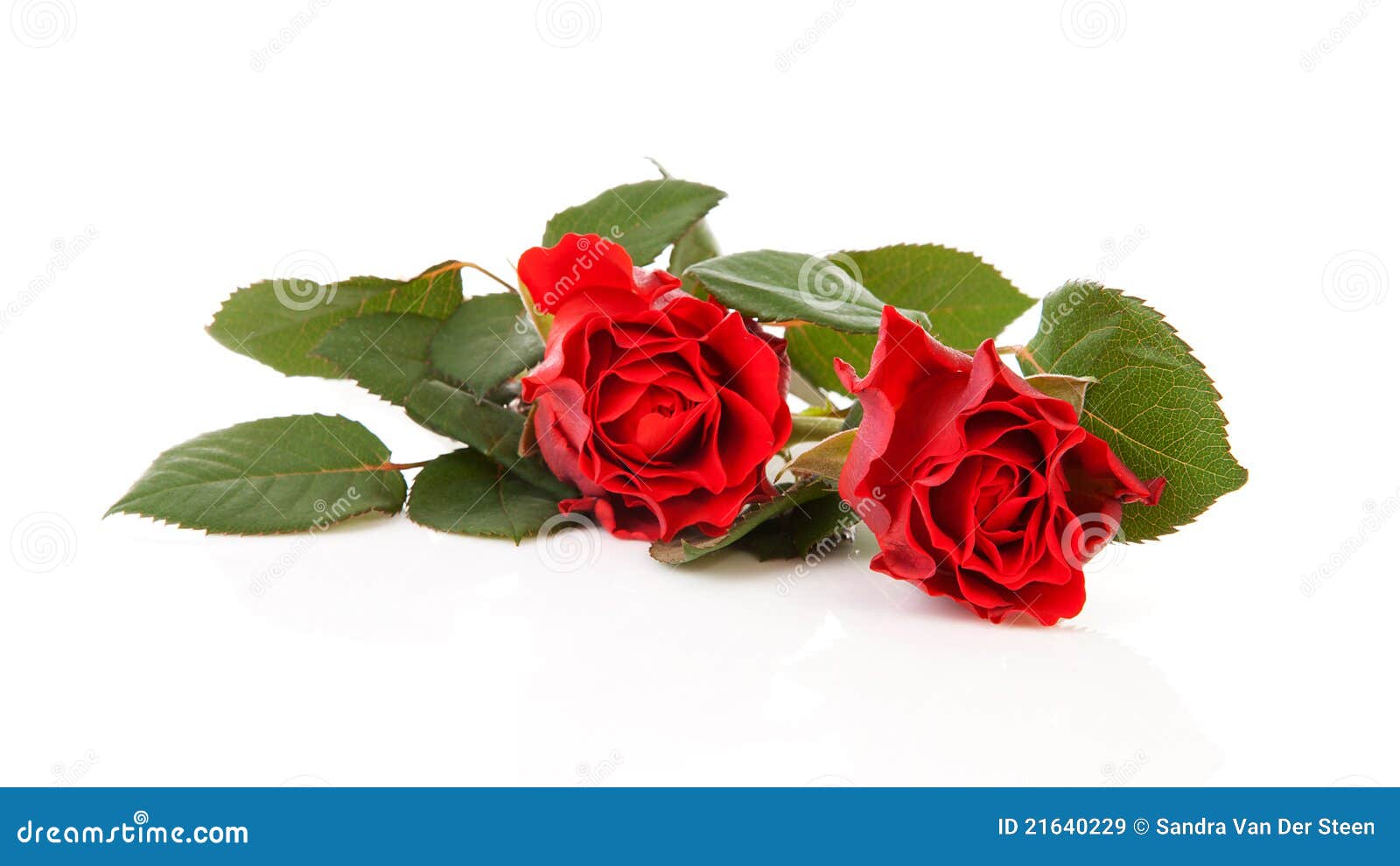 Two Beautiful red roses stock image. Image of flower - 21640229
