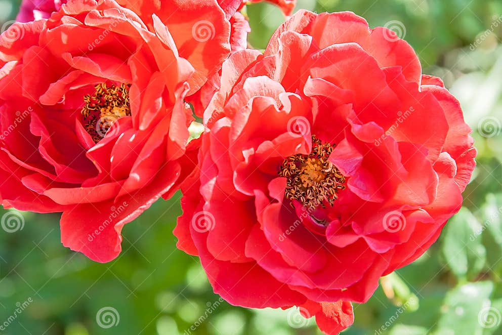 Two beautiful red roses stock photo. Image of stamen - 38815414