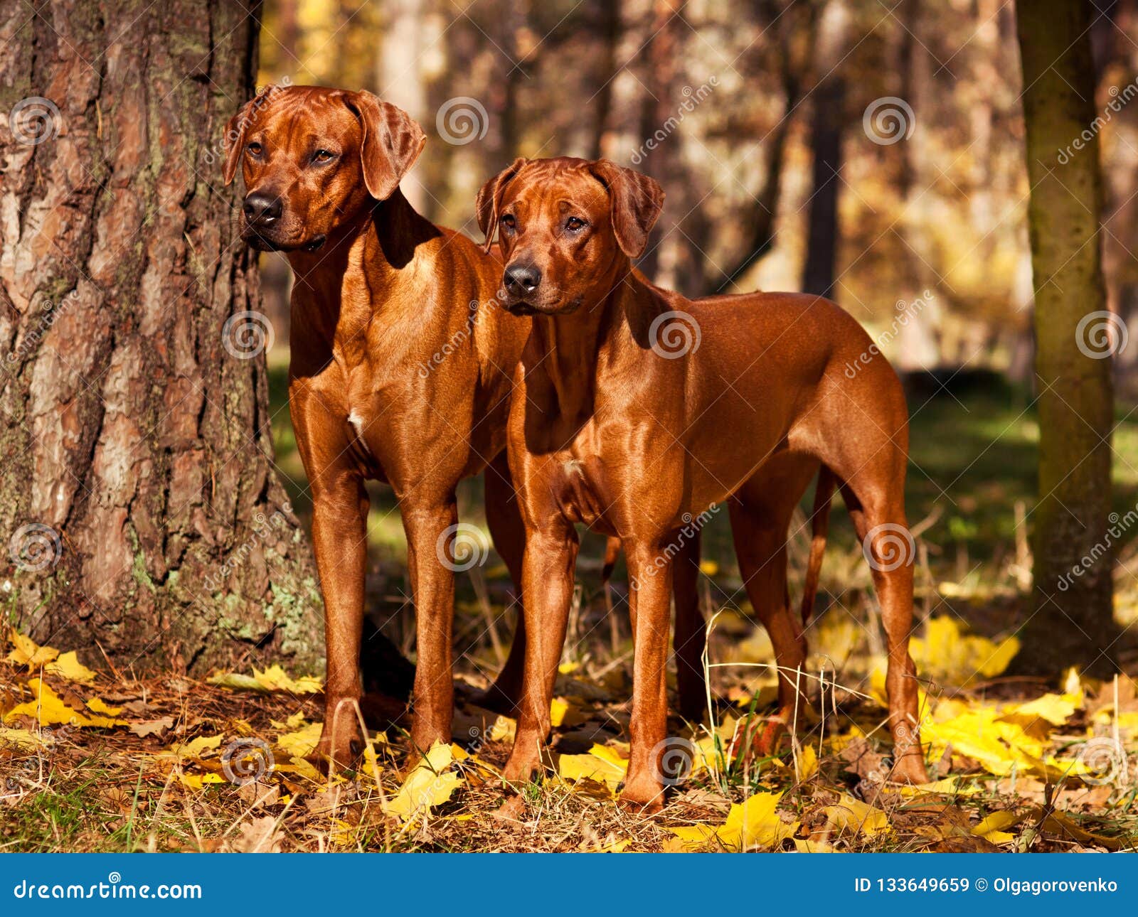 Two Beautiful Rhodesian Ridgebacks Stock Image - Image of ridge, cute ...