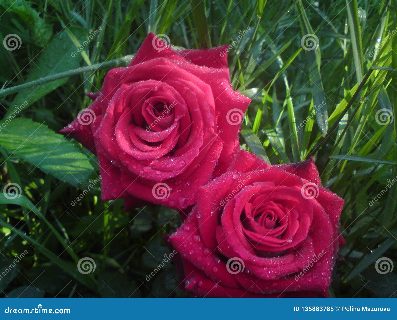 Two beautiful roses stock image. Image of beautiful - 135883785