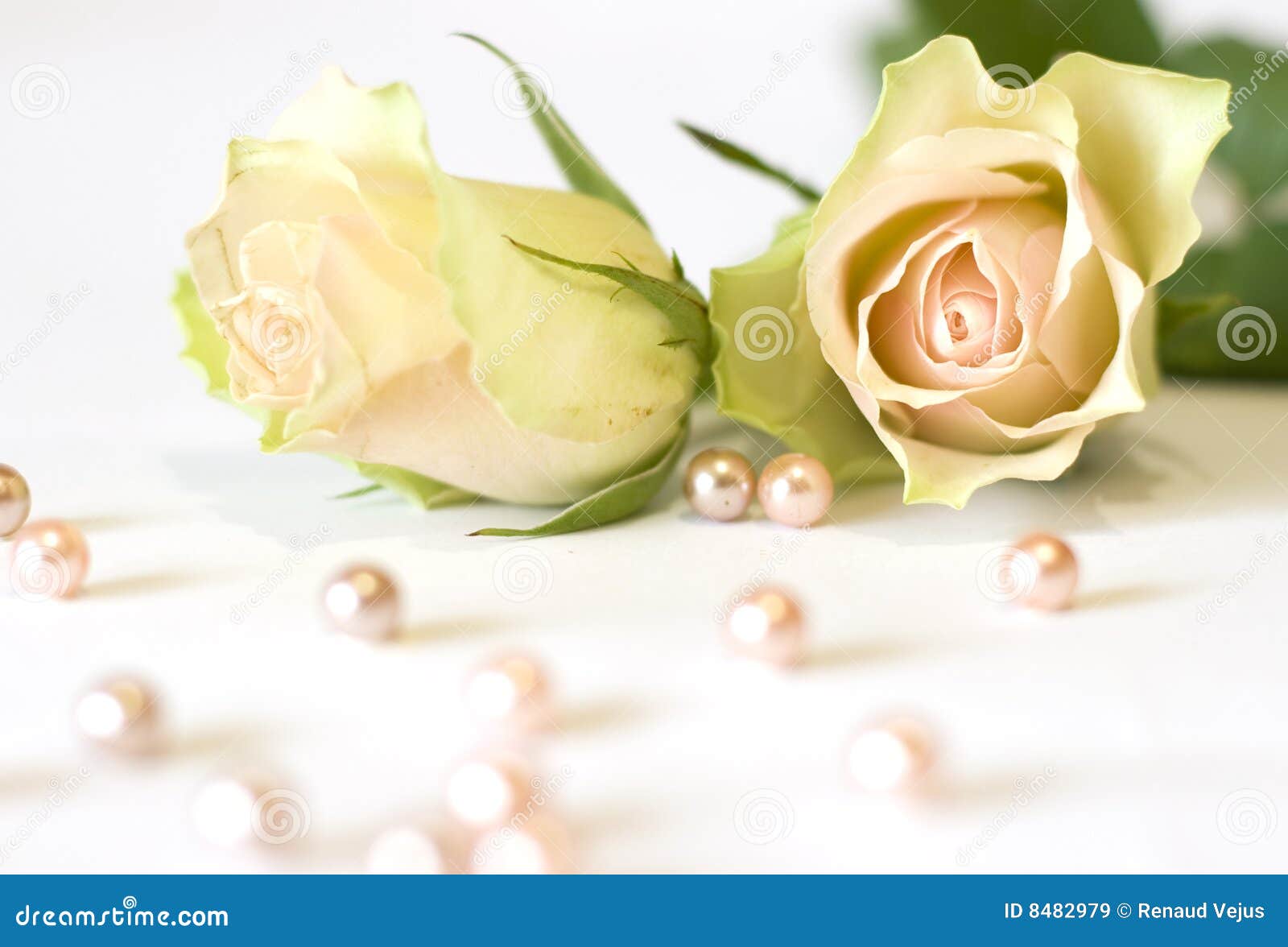Two beautiful roses stock image. Image of beauty, anniversary - 8482979