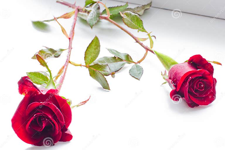 Two Beautiful Roses on a White Background Stock Image - Image of ...