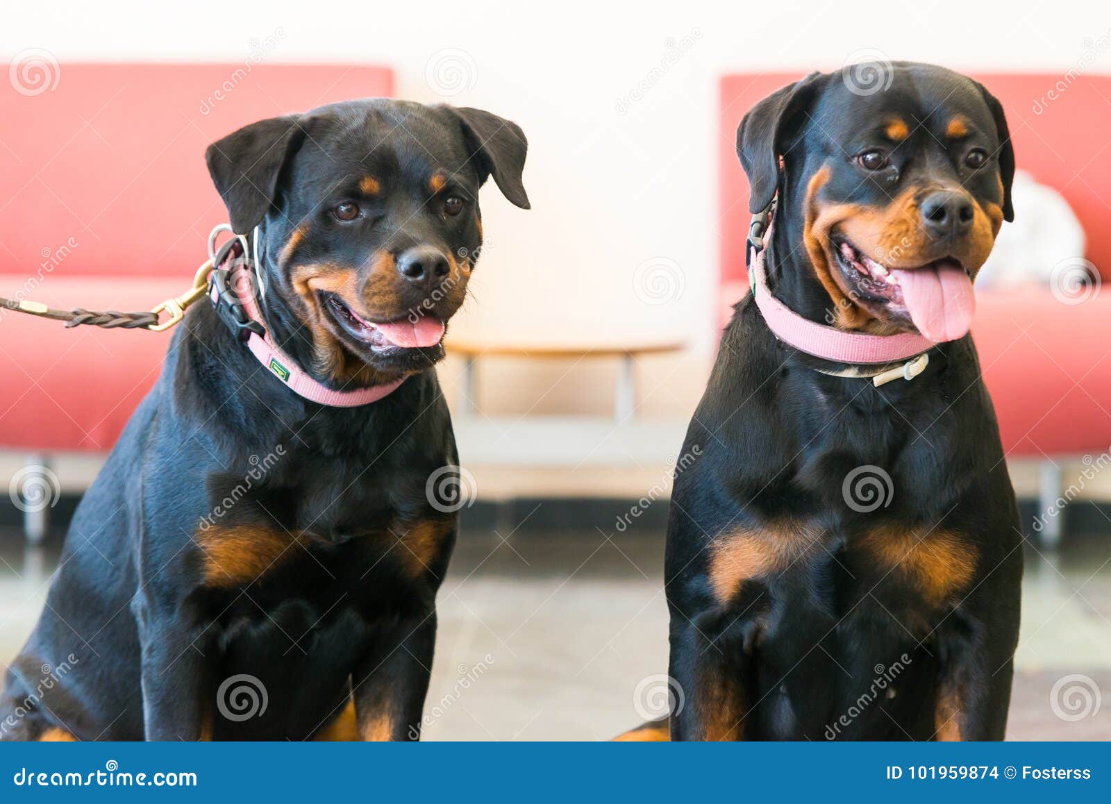 Two beautiful rottweilers stock photo. Image of beautiful - 101959874