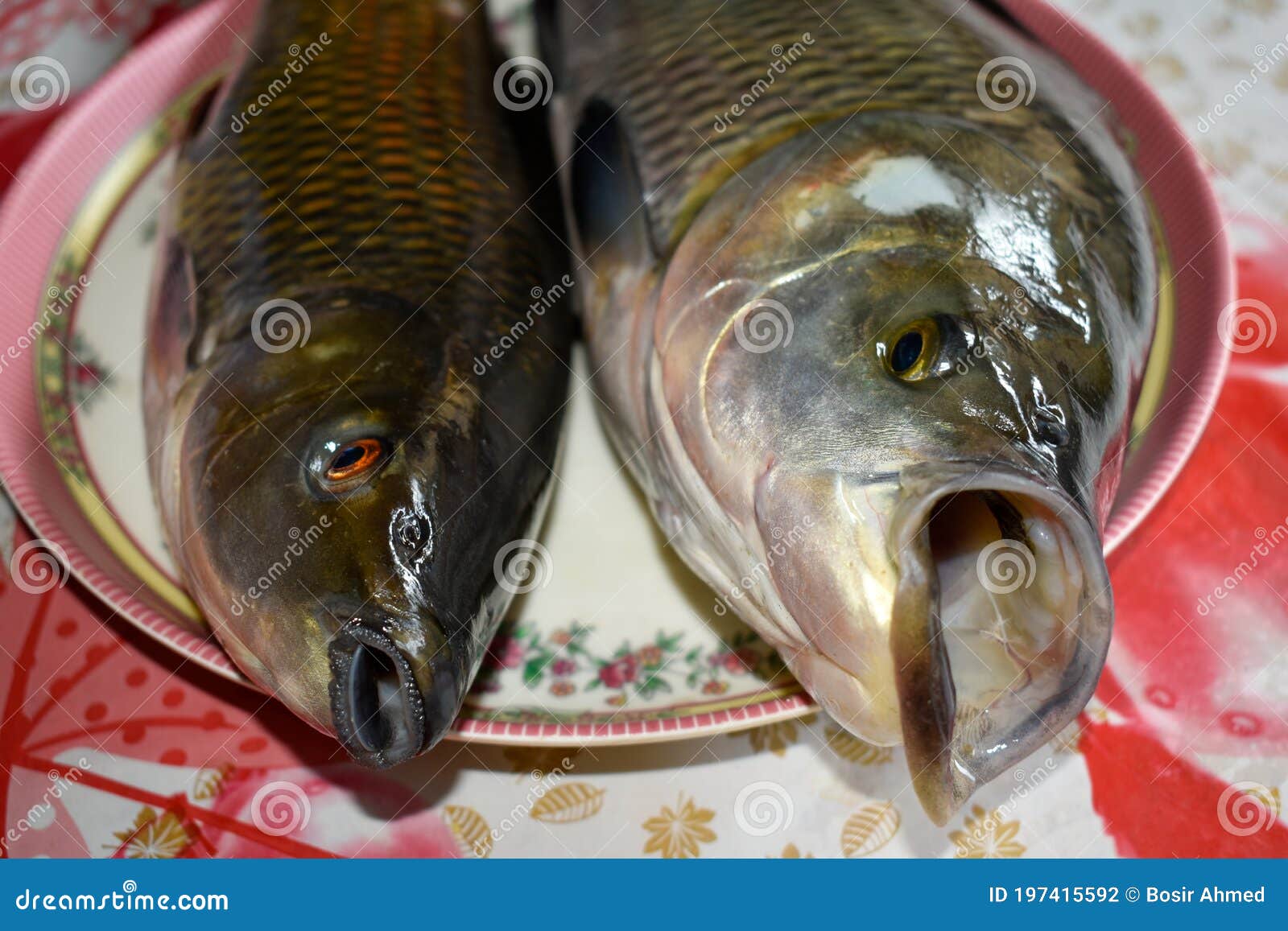 Sea Fish Laid On The Ground In The Mouth With Tendons Stock Image ...