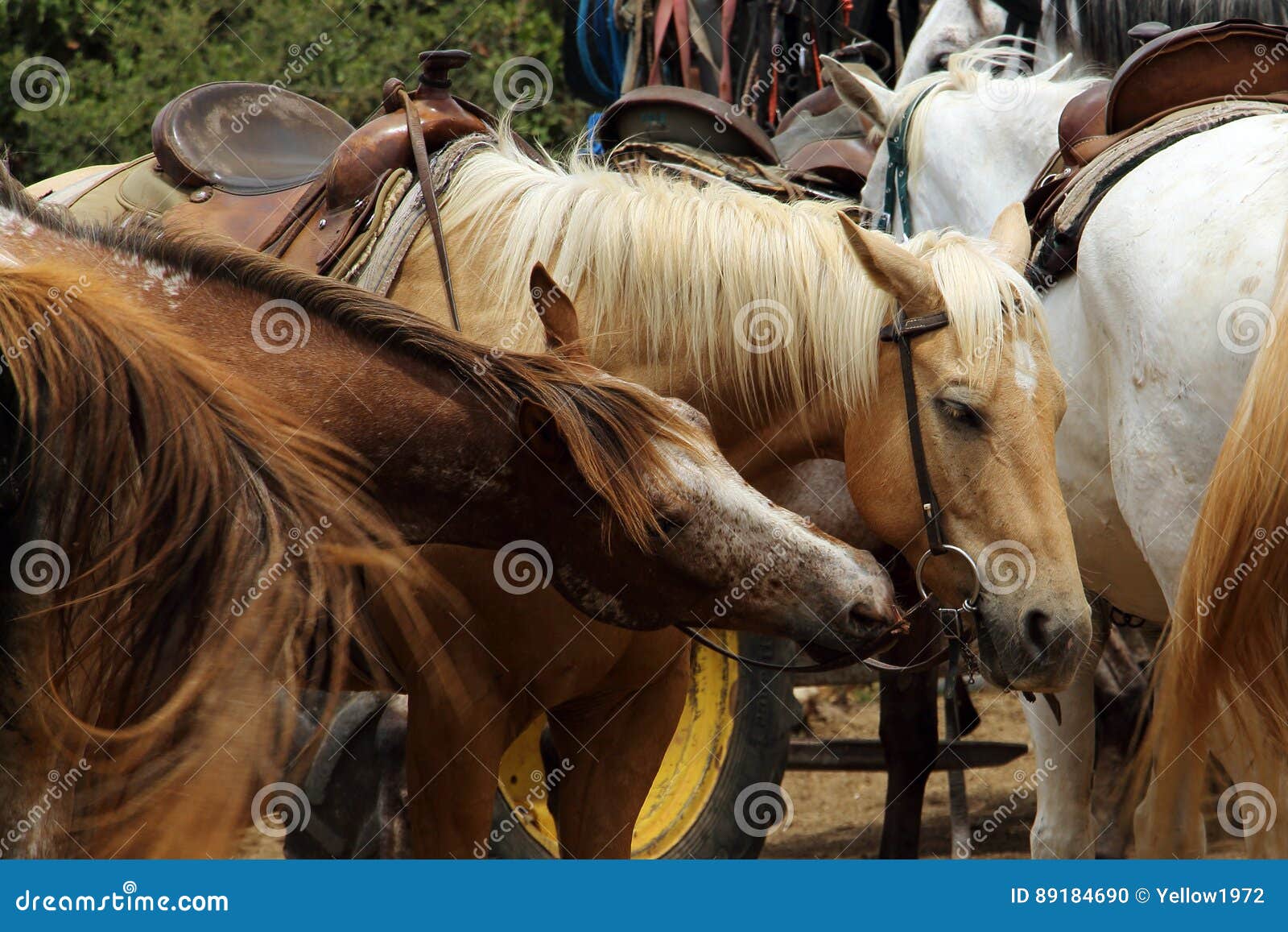 Two Beautiful Saddled Horses. Israel Stock Photo - Image of aged ...