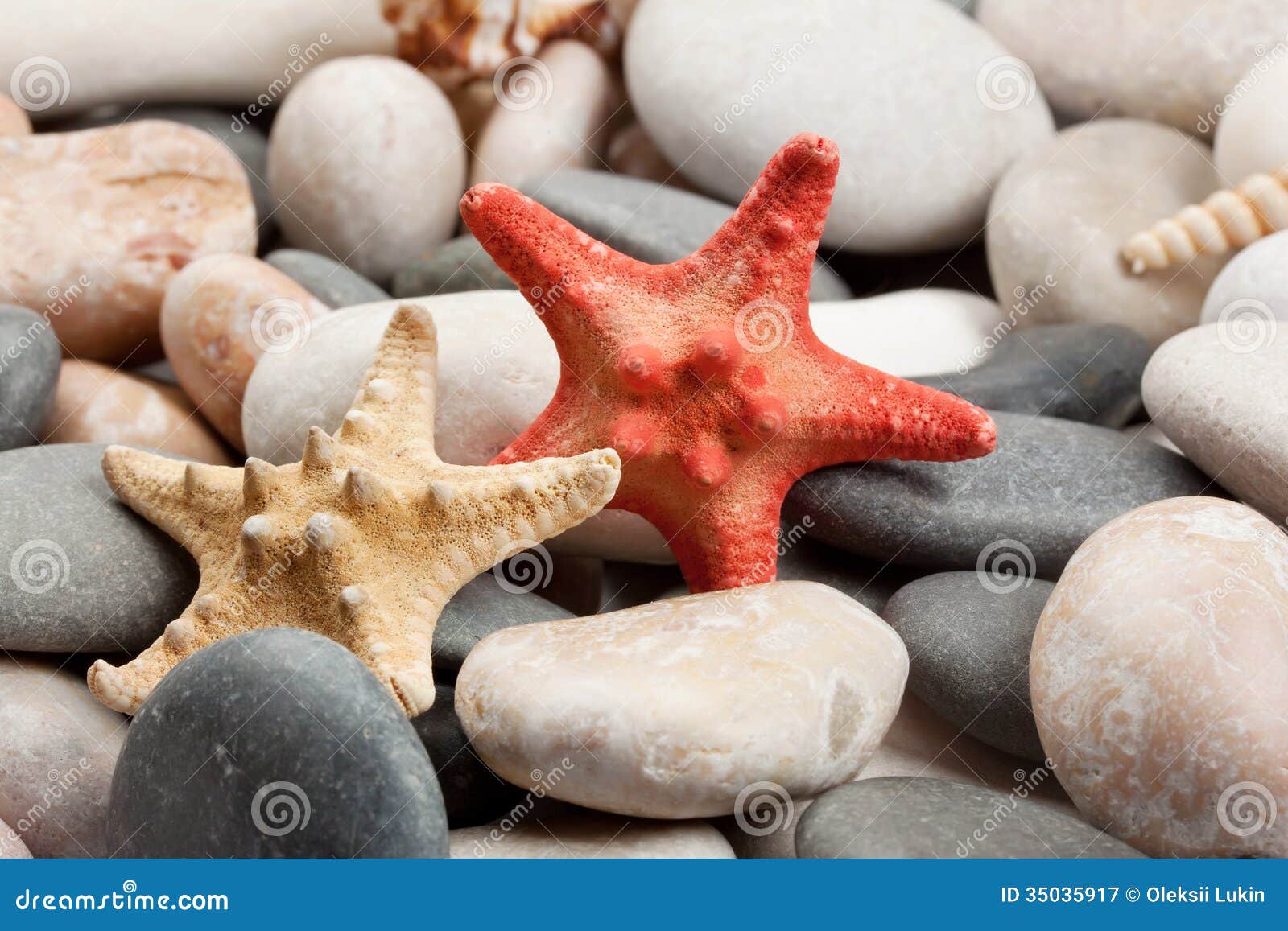 Two beautiful sea star stock image. Image of beach, mollusk - 35035917