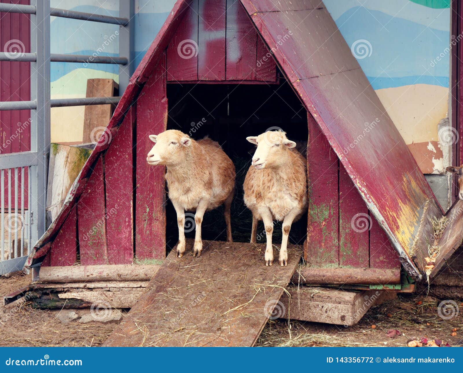 Two Beautiful Sheep in a Barn Peeking Stock Photo - Image of black ...