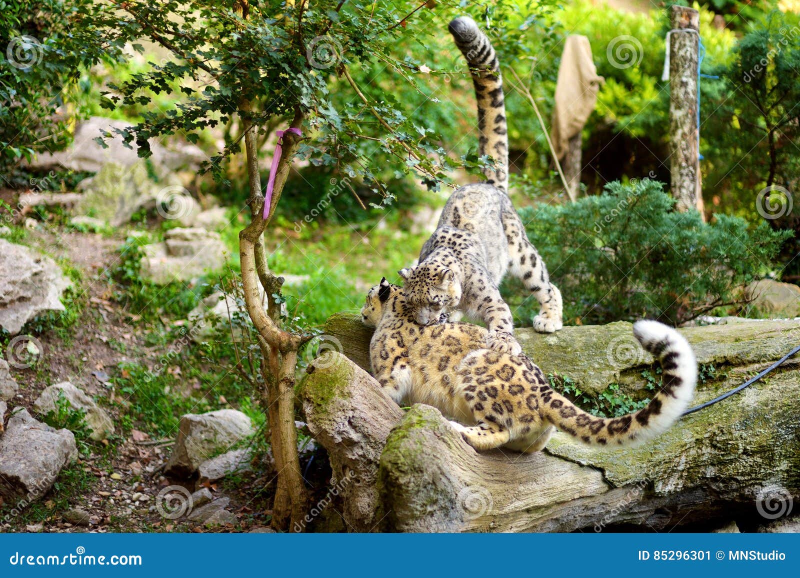 Two Beautiful Sibling Snow Leopards Playing Together Stock Image ...