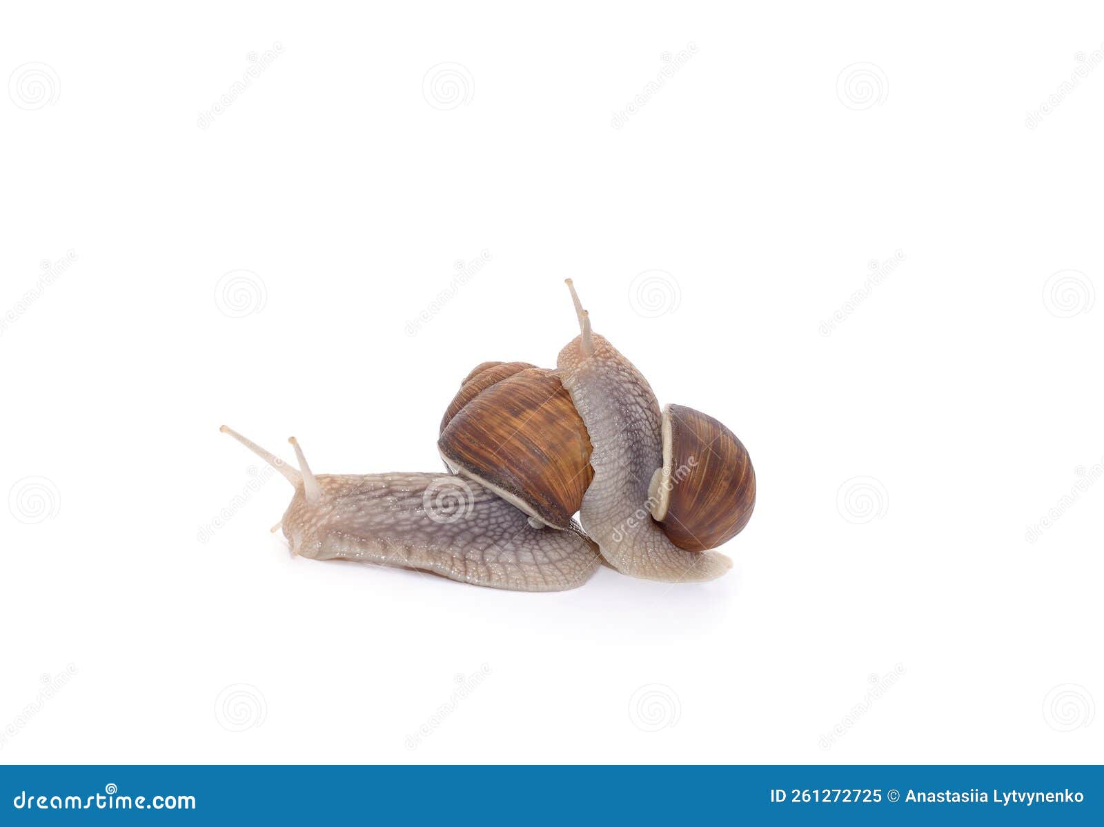 Two beautiful snails stock image. Image of plausible - 261272725
