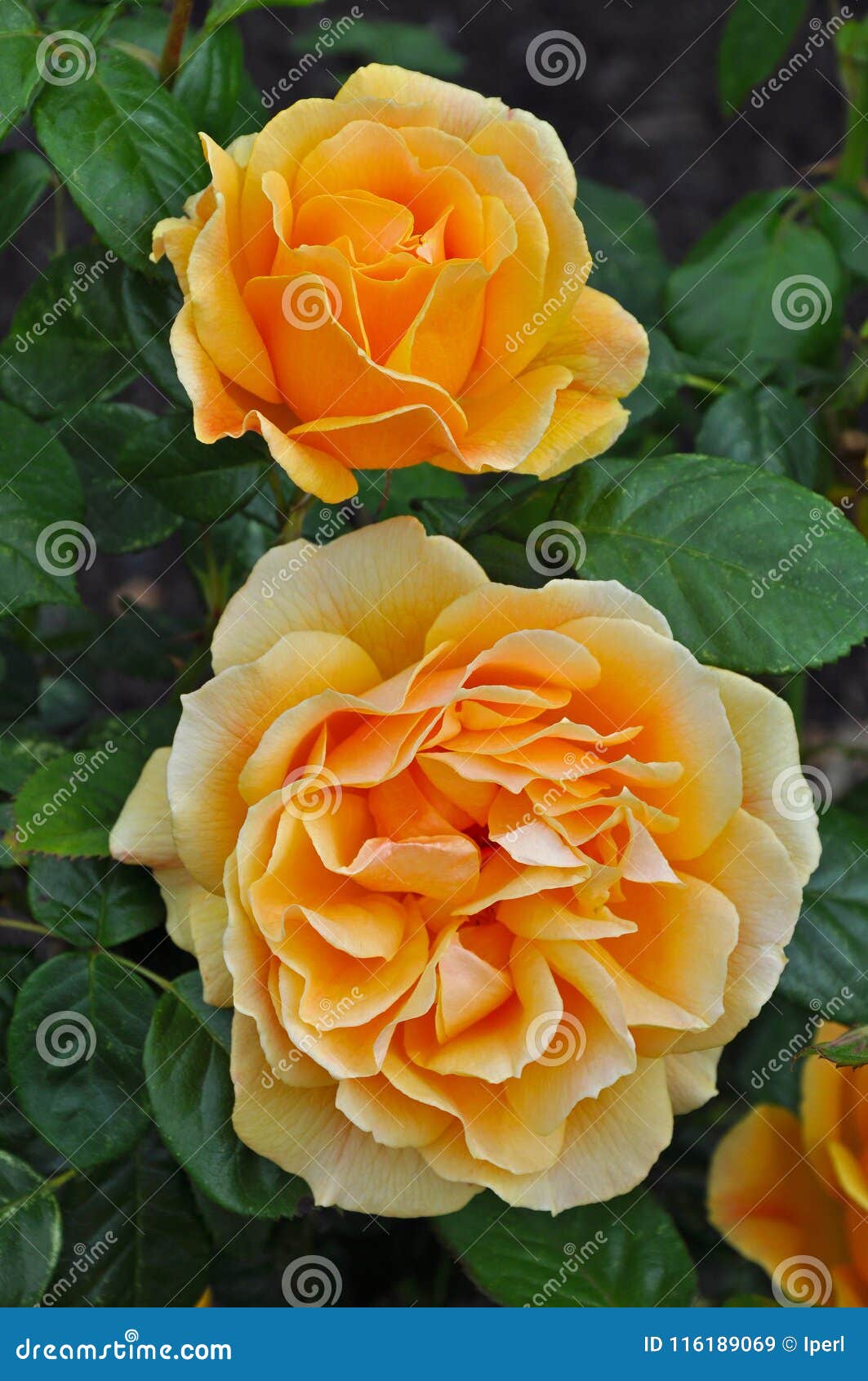 Two orange roses stock image. Image of beauty, fragrant - 116189069