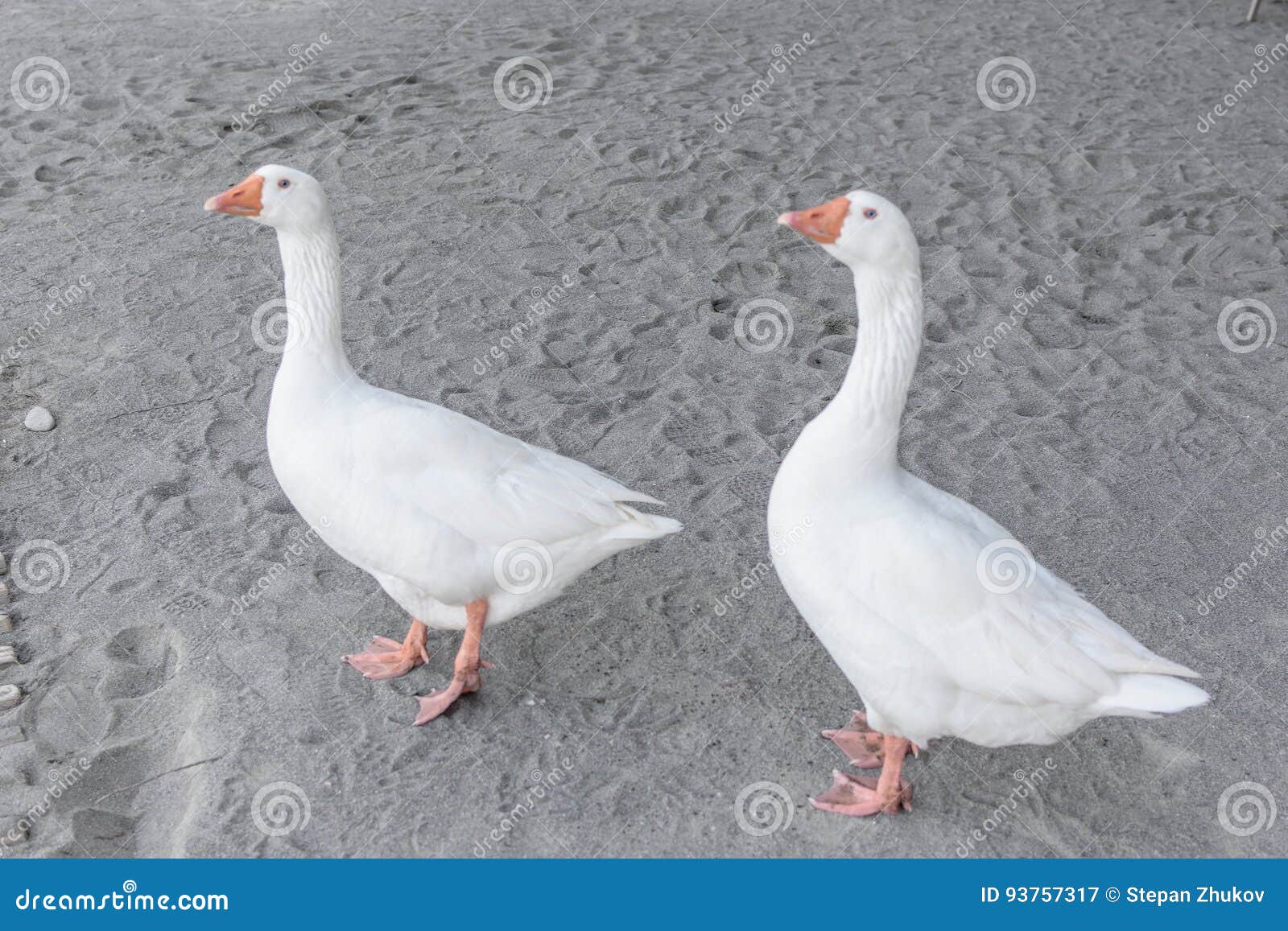 Two Beautiful Stout Goose are Walking Along the Sand Stock Image ...