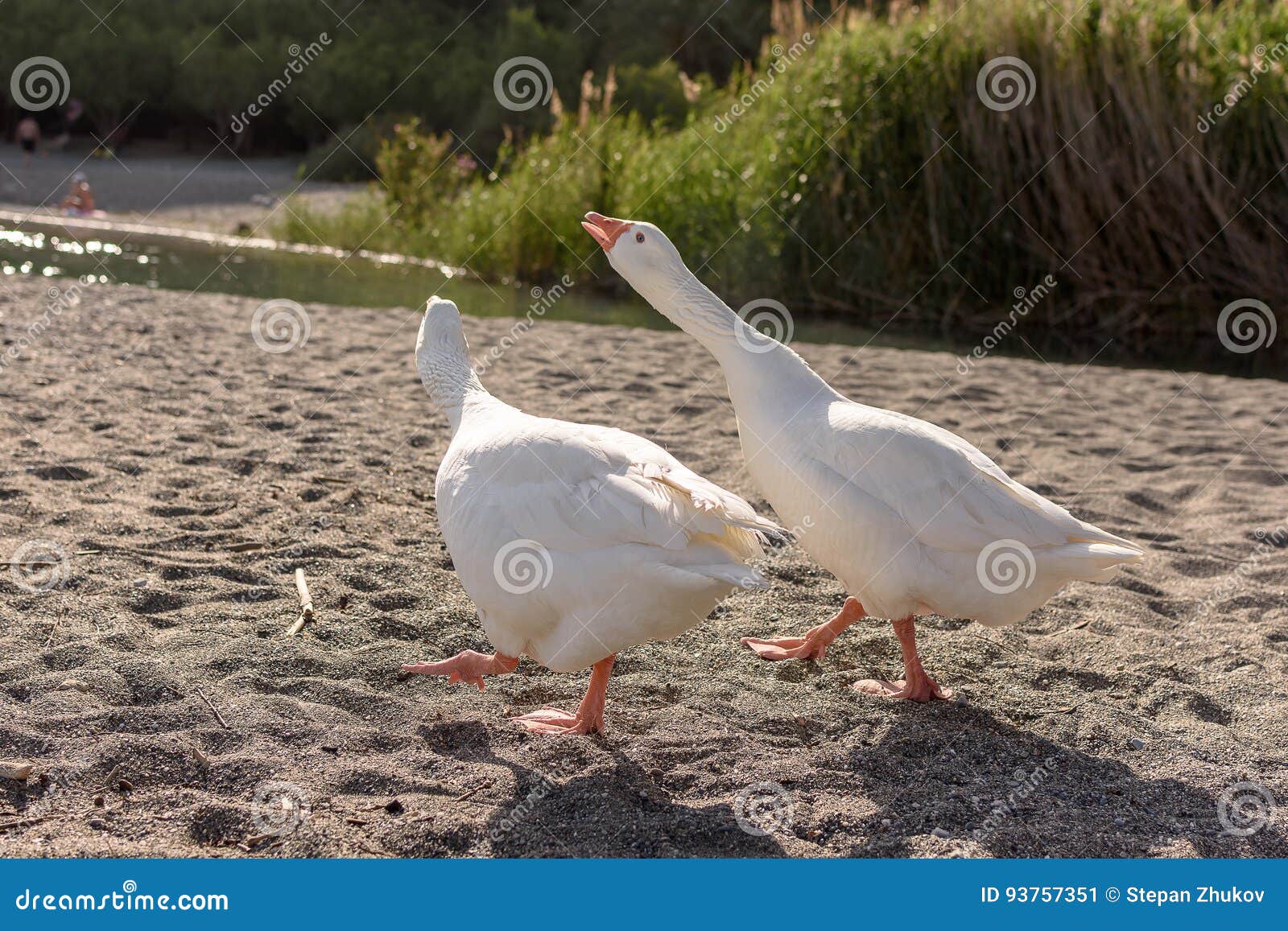 Two Beautiful Stout Goose are Walking Along the Sand Stock Image ...