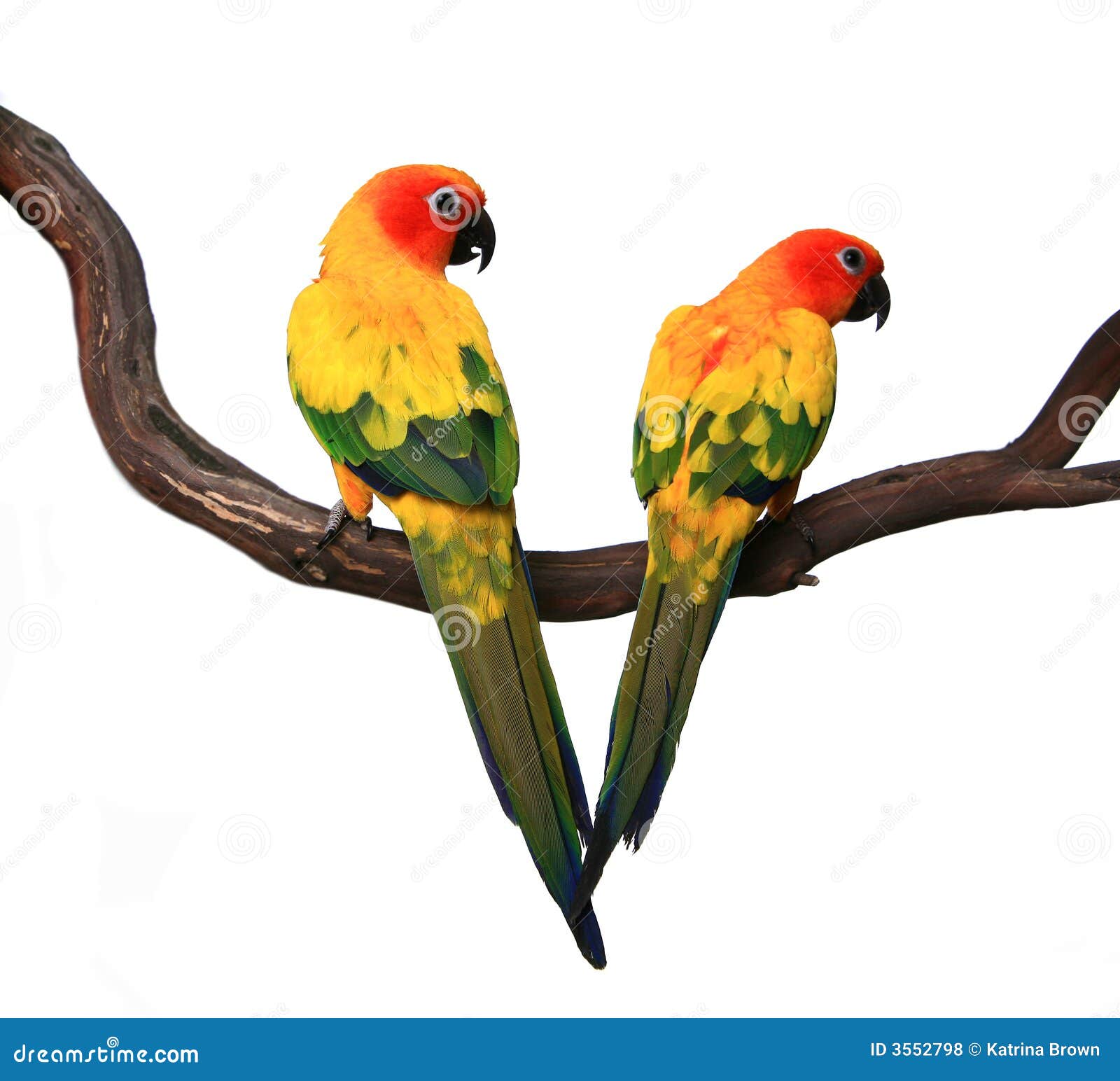 Two Beautiful Sun Conures on a Branch Stock Photo - Image of cockatoo ...
