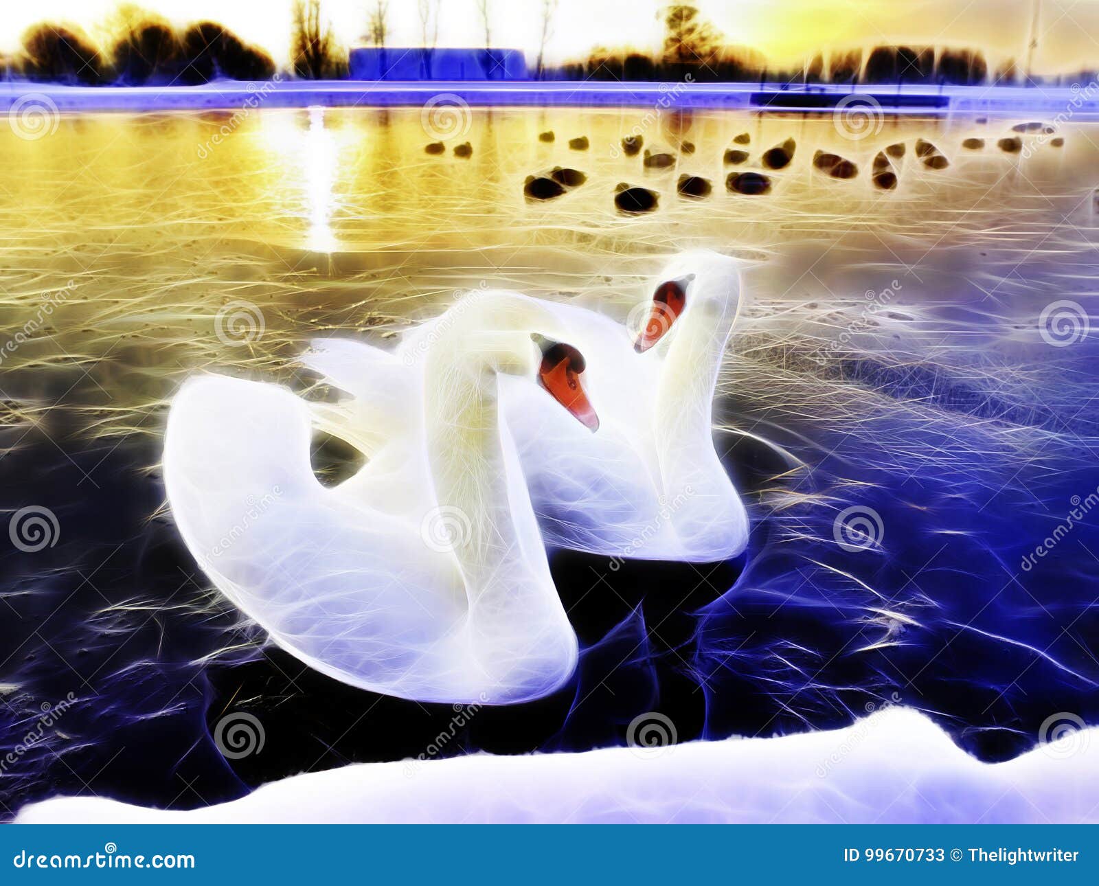 Two Beautiful Swans in a Lake at Sunset Stock Image - Image of bird ...