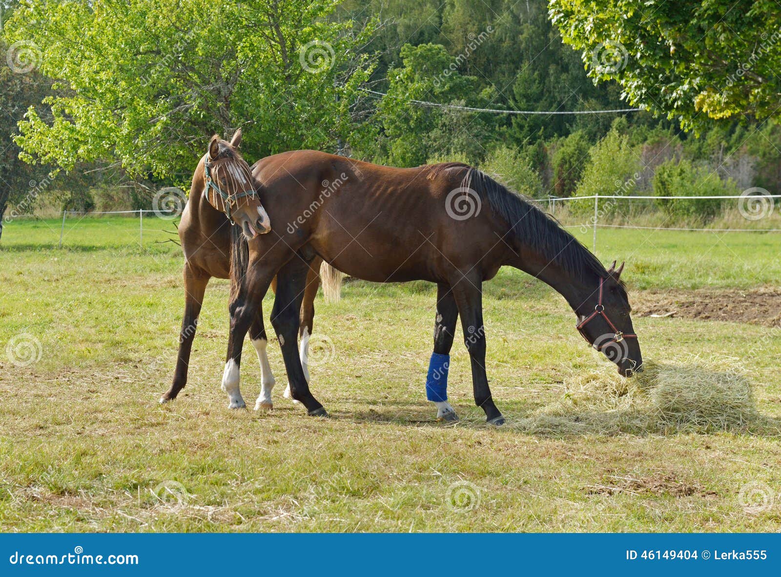 Two Beautiful Thoroughbred Horse Stock Photo - Image of outside, black ...