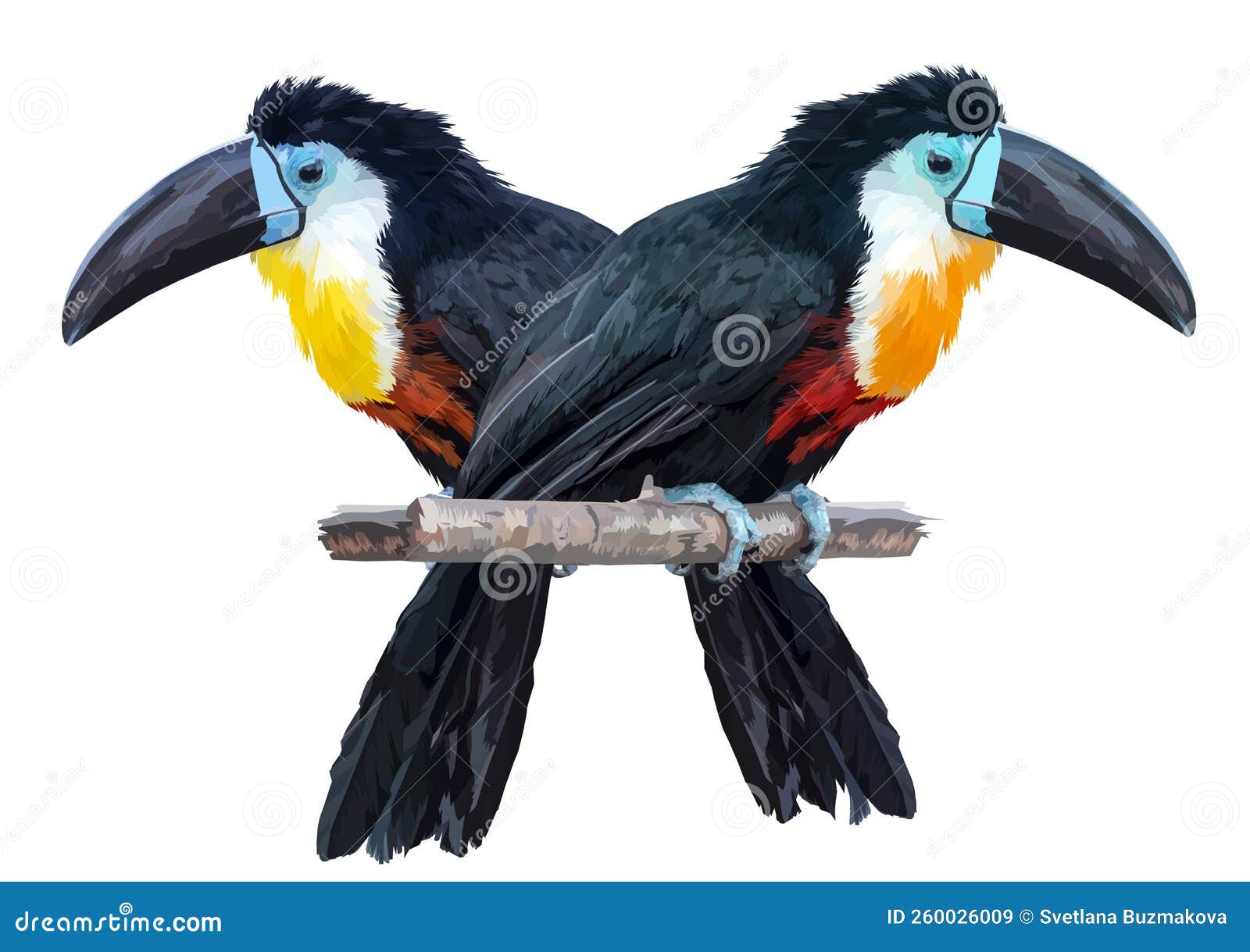 Two Beautiful Toucans Sit on Branches and Look in Different Directions ...