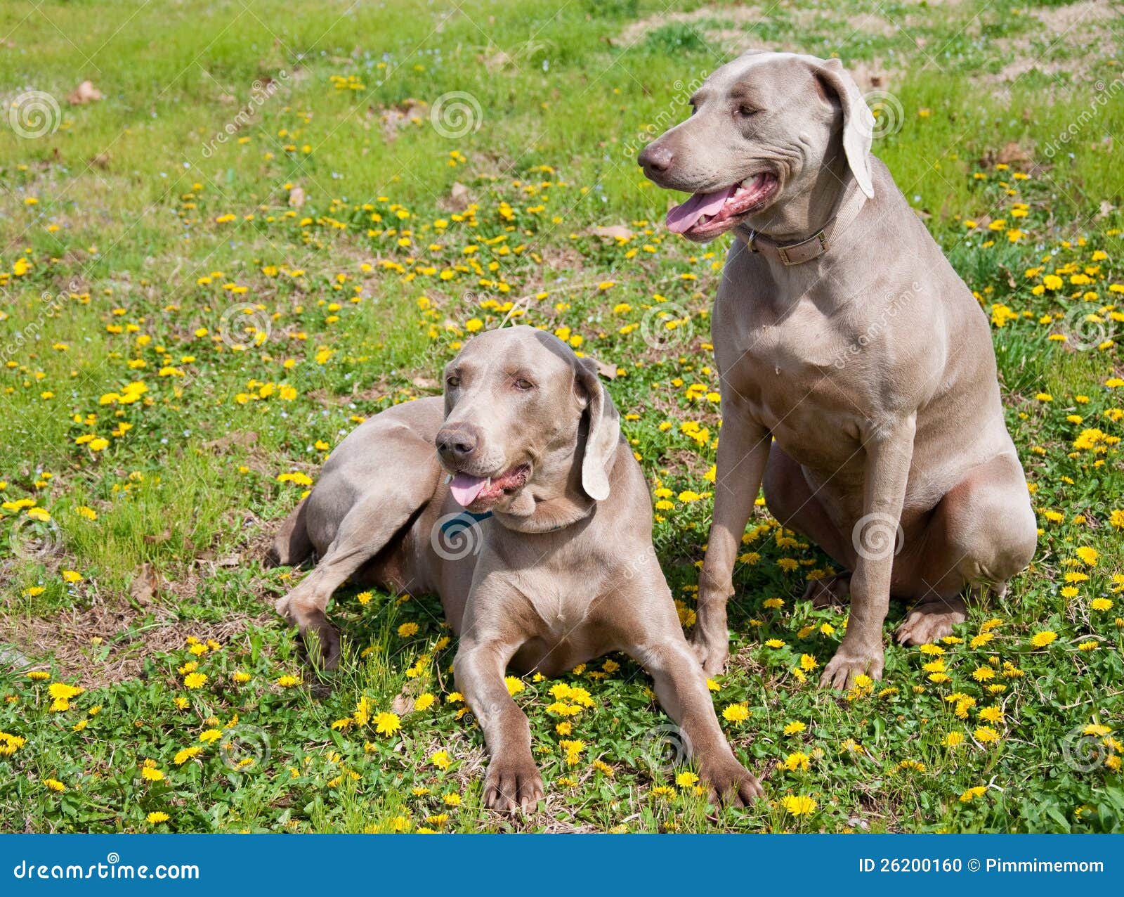 Two Beautiful Weimaraner Dogs Stock Photo - Image of weimaraner, ghost ...