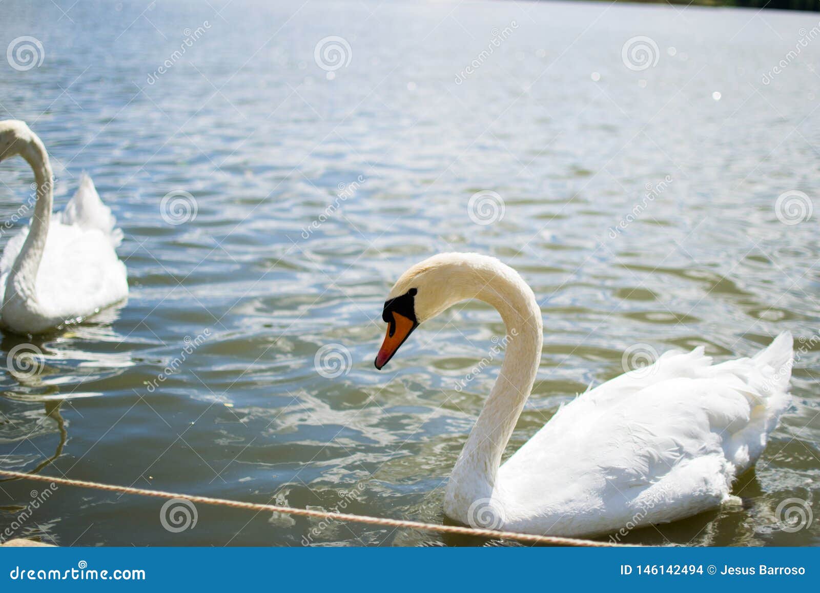 Two Beautiful White Geese Swimming in a Lake or Pool Stock Photo ...