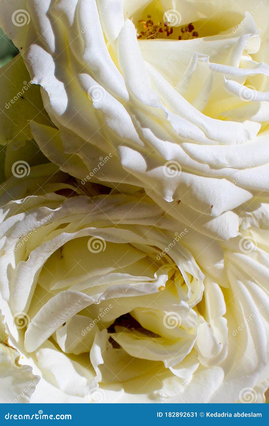 Two Beautiful White Roses Isolated Stock Image - Image of beautifuwhite ...
