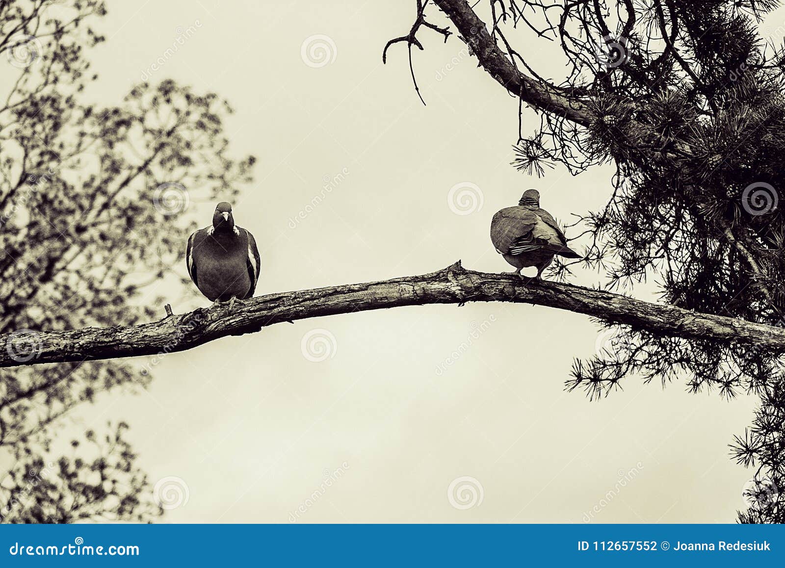 Two Wild Birds Sitting on the Branches of a Spring Tree Against Stock ...